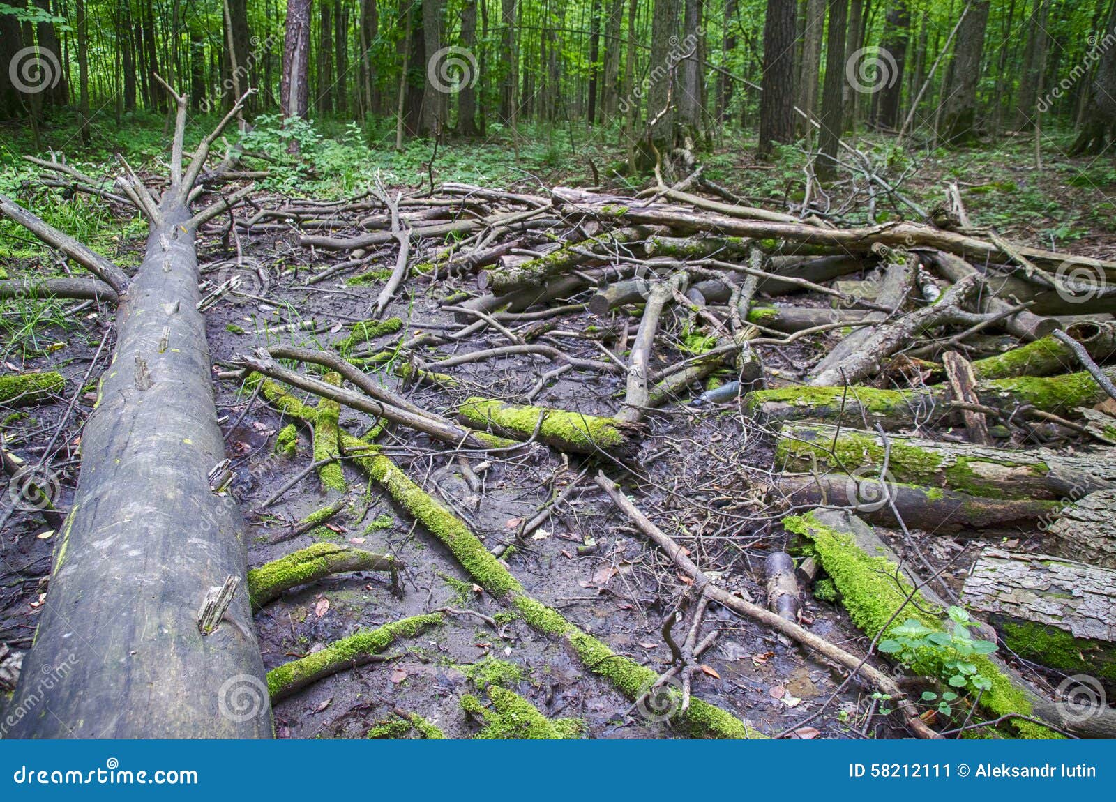 The Branches of a Tree Lying on the Ground Stock Image - Image of dead ...
