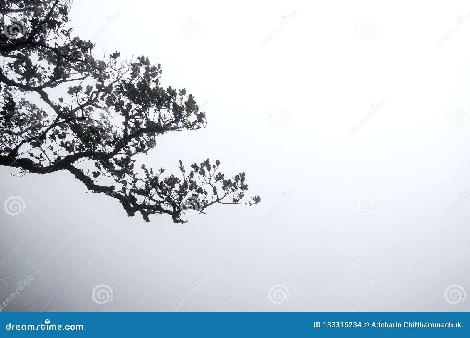 Branches of a Tree in the Mist Stock Photo - Image of blue, mist: 133315234