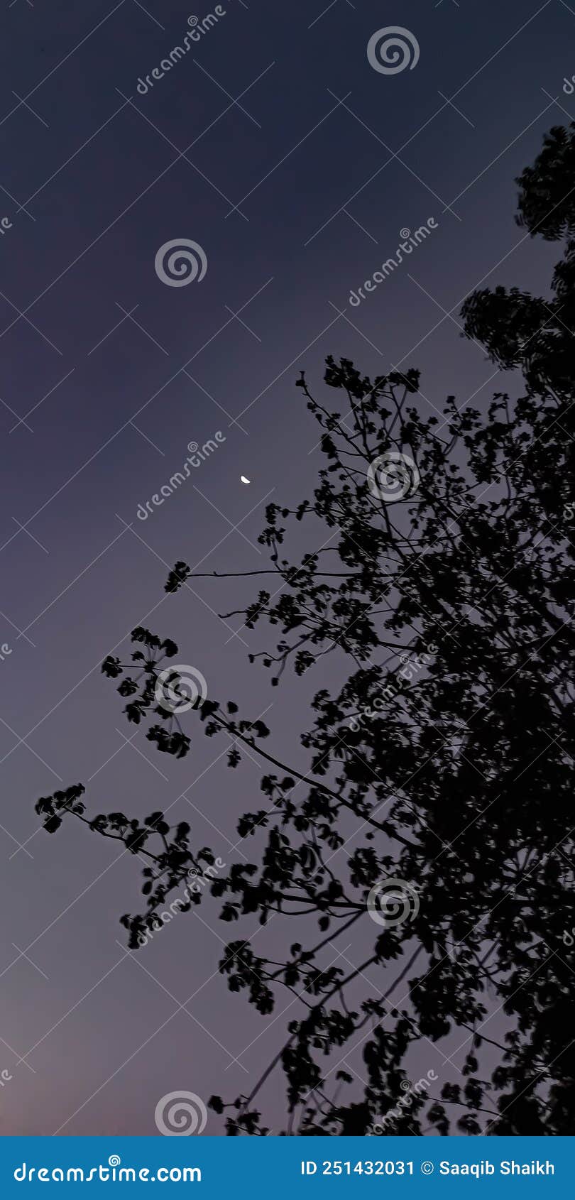 The Lone Moon. stock image. Image of silhouette, nature - 251432031
