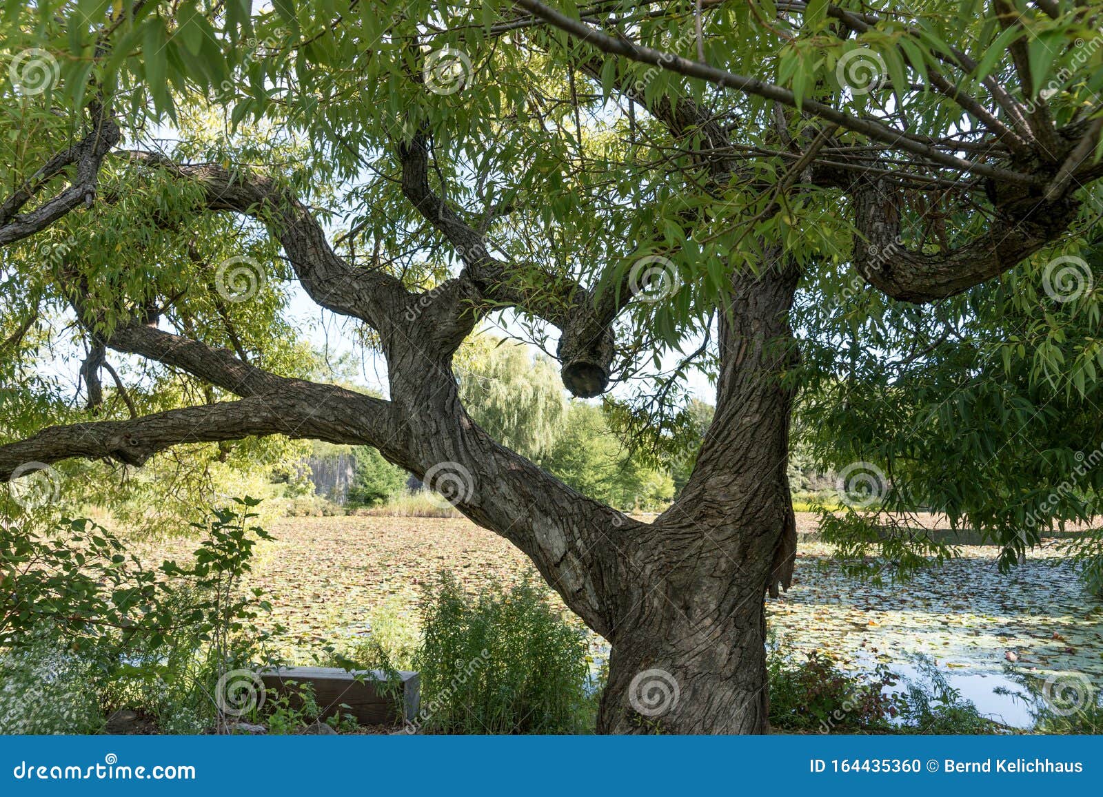 Branches of the Tree in the Shape of a Heart Stock Photo - Image of ...
