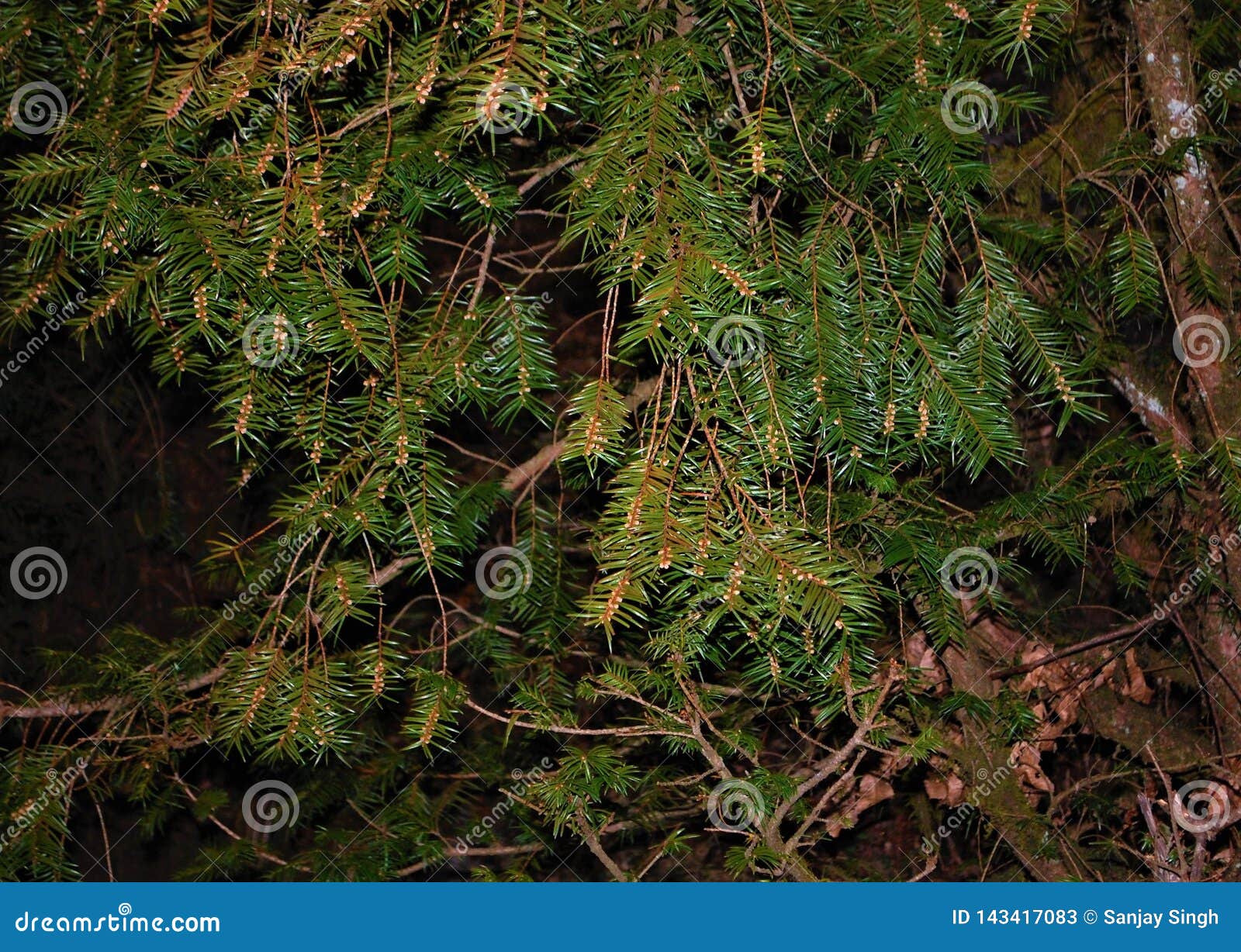Branches of a Tree Showing Creation and Beauty of Nature. Stock Image ...