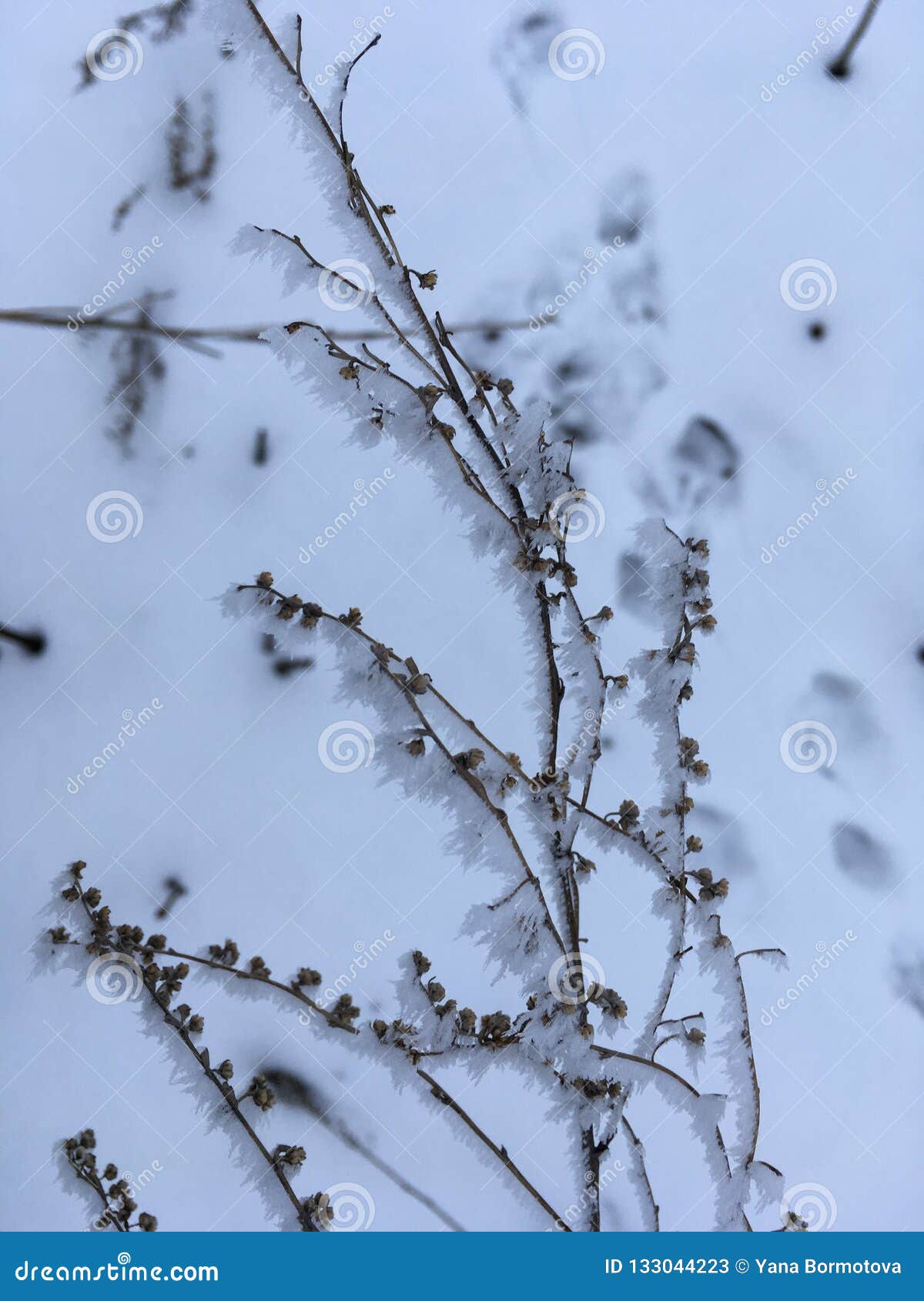 Branches of a Tree on the Snow Stock Image - Image of macro, natural ...