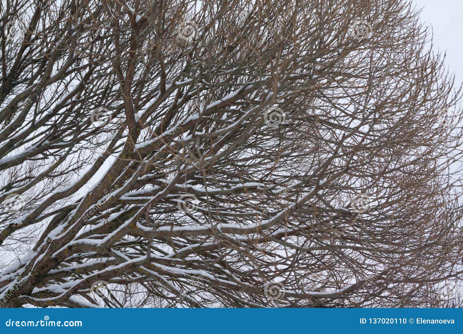Branches of Tree with Snow on a Sky Background at Winter Stock Photo ...