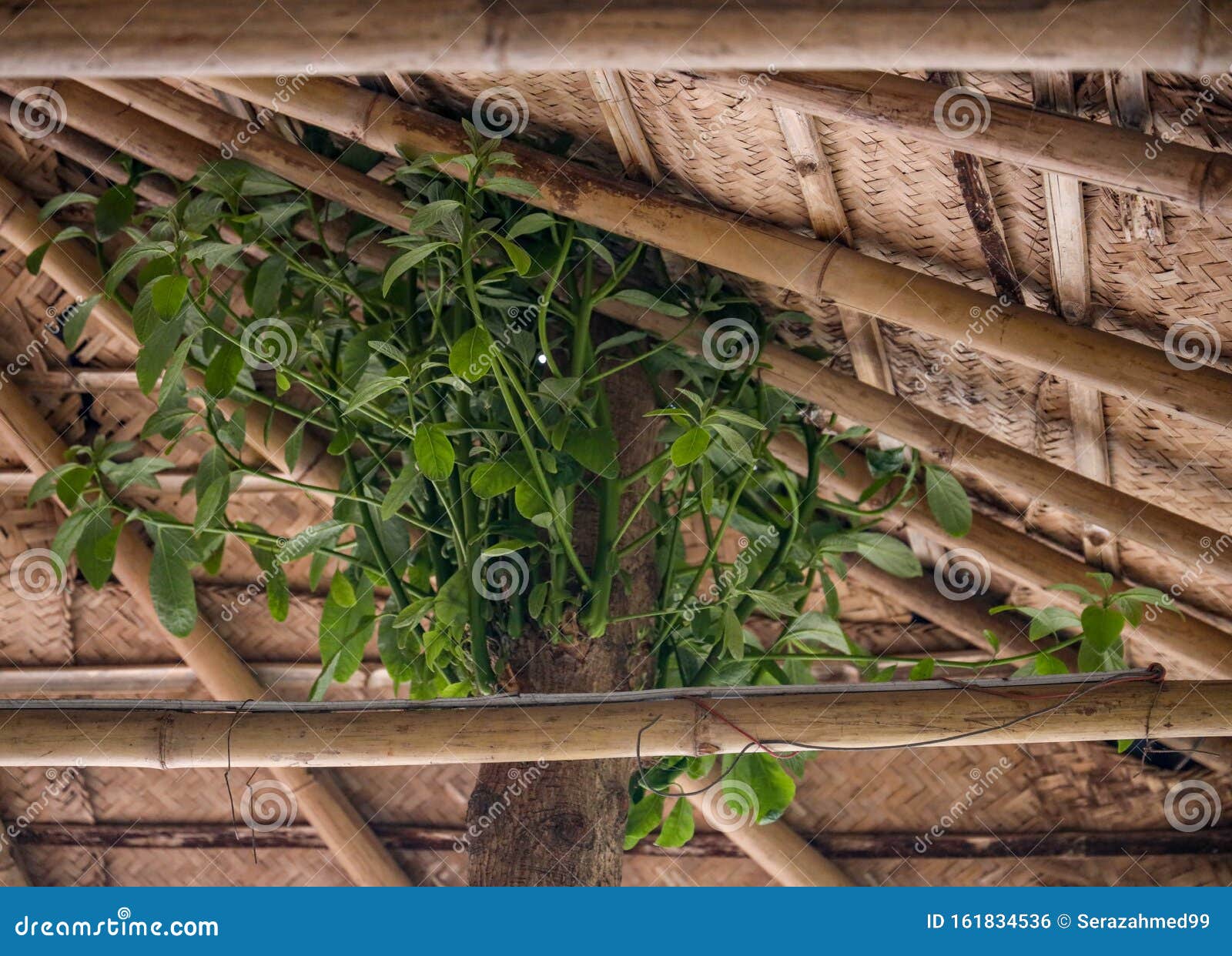 Branches of a Tree Spawning from a Tree House Stock Photo - Image of ...
