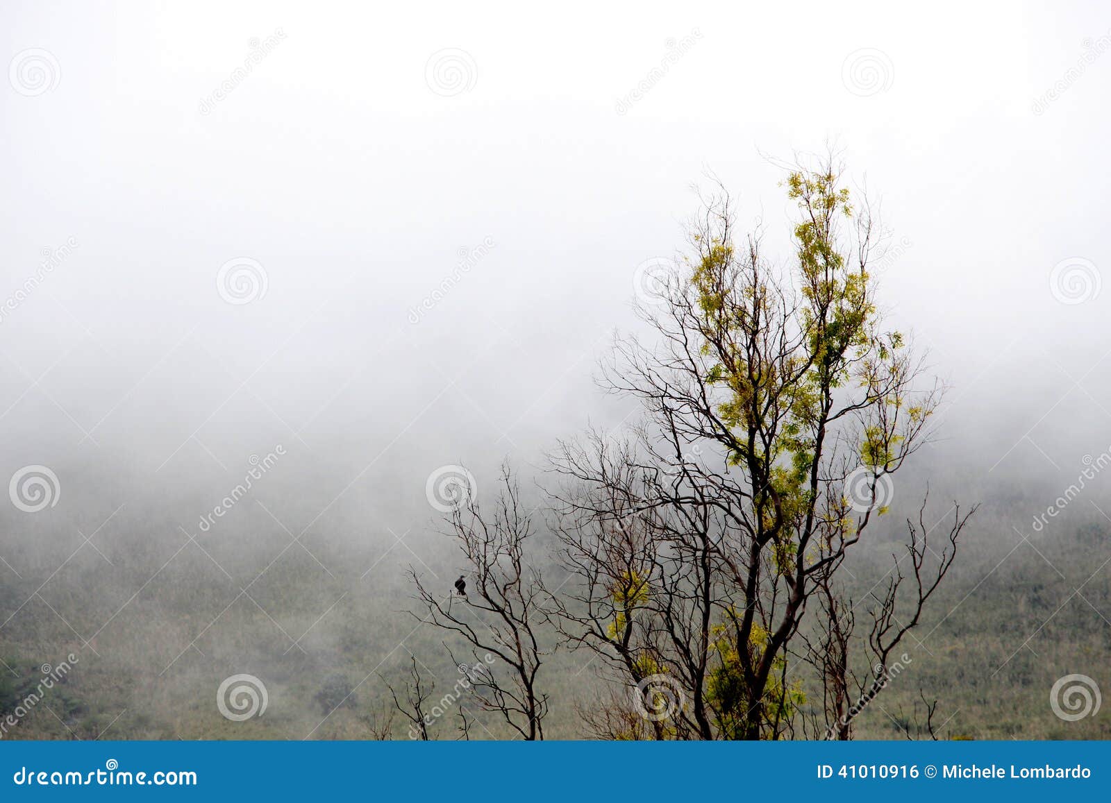 The Branches of a Tree Surrounded by Fog Stock Photo - Image of ...