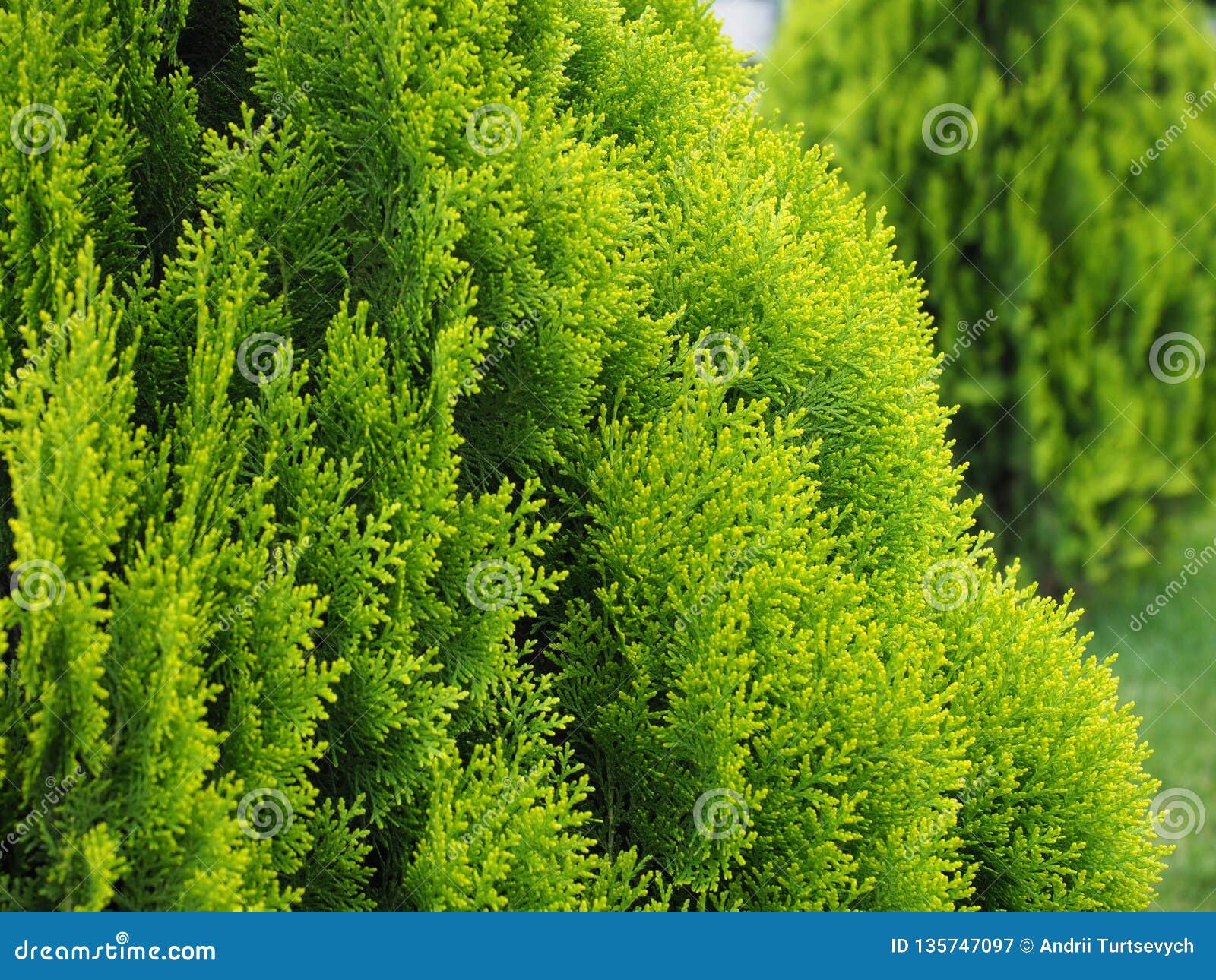 Branches of a Tree, Thuja Macro Close Up Stock Image - Image of tree ...