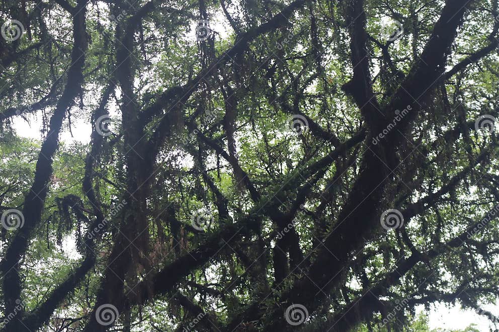 The Branches of the Tree Trunk Form a Beautiful Stock Image - Image of ...