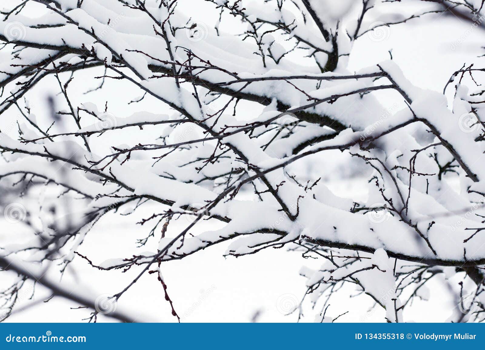 The Branches of a Tree Under a Thick Snow Cover_ Stock Photo - Image of ...