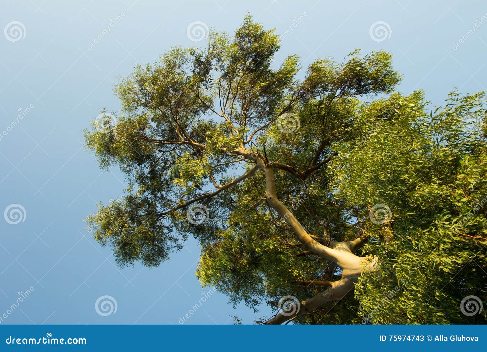 Branches of a Tree View from Below Stock Image - Image of twig, blue ...