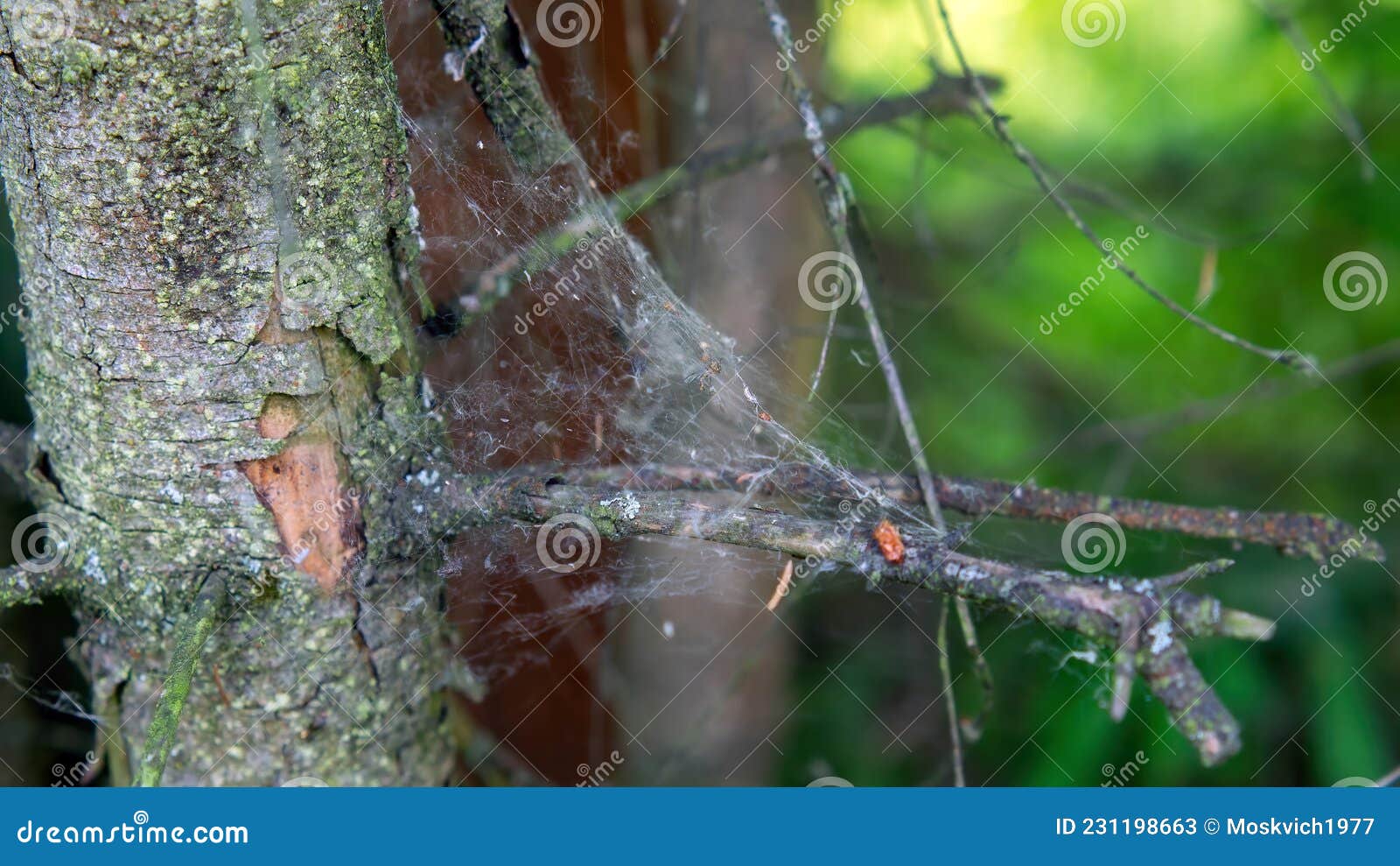 Branches on a Tree in the Web Stock Image - Image of foliage, detail ...
