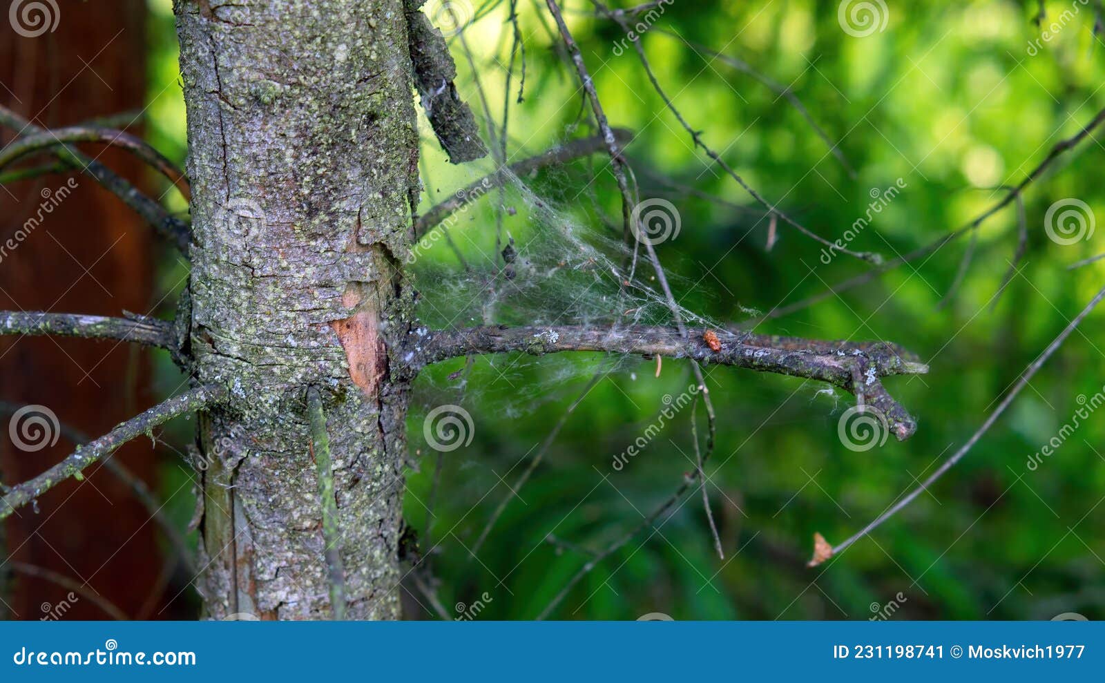 Branches on a Tree in the Web Stock Image - Image of animal, entomology ...
