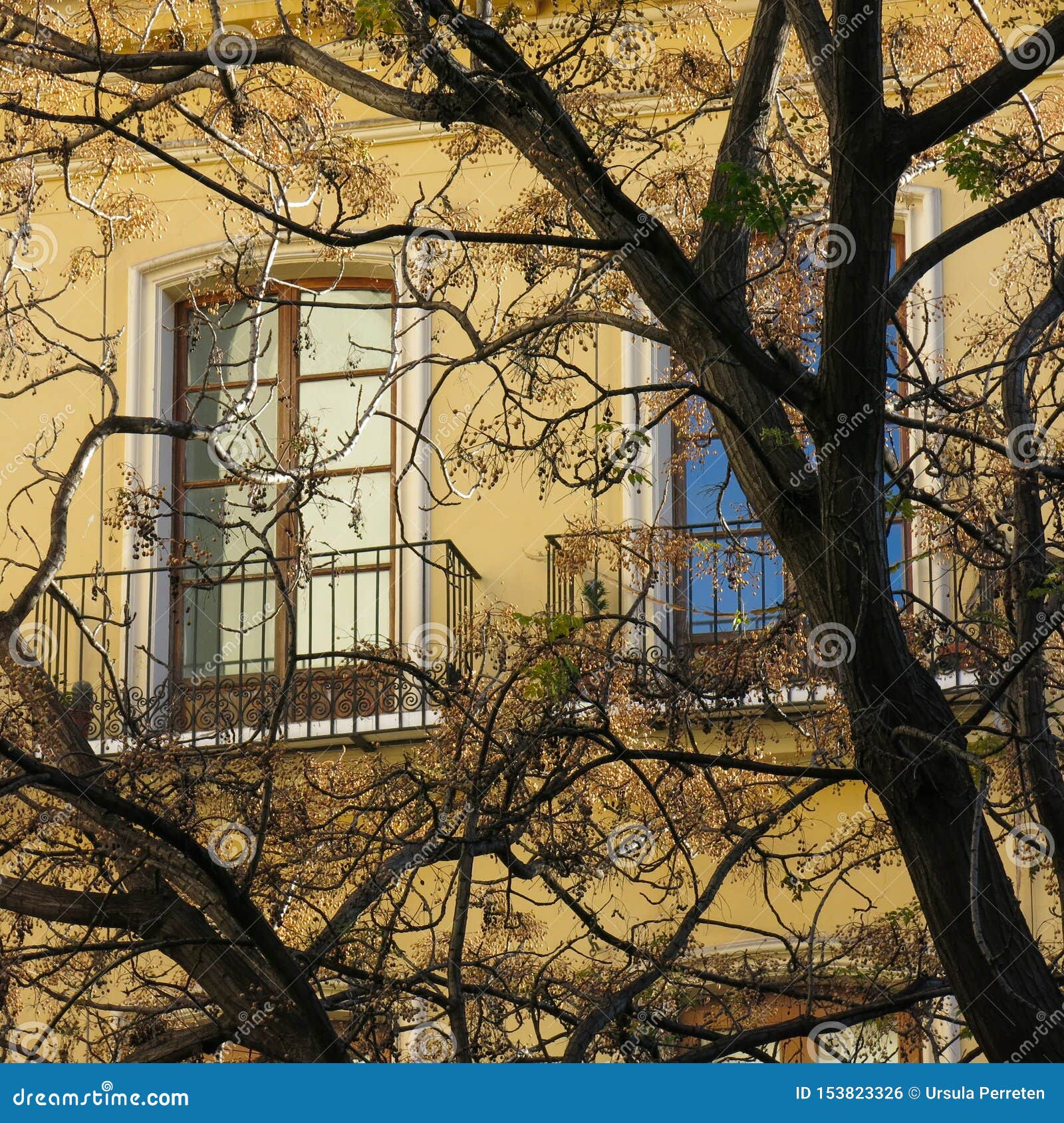 Branches of a Tree and Windows Stock Photo - Image of spain ...