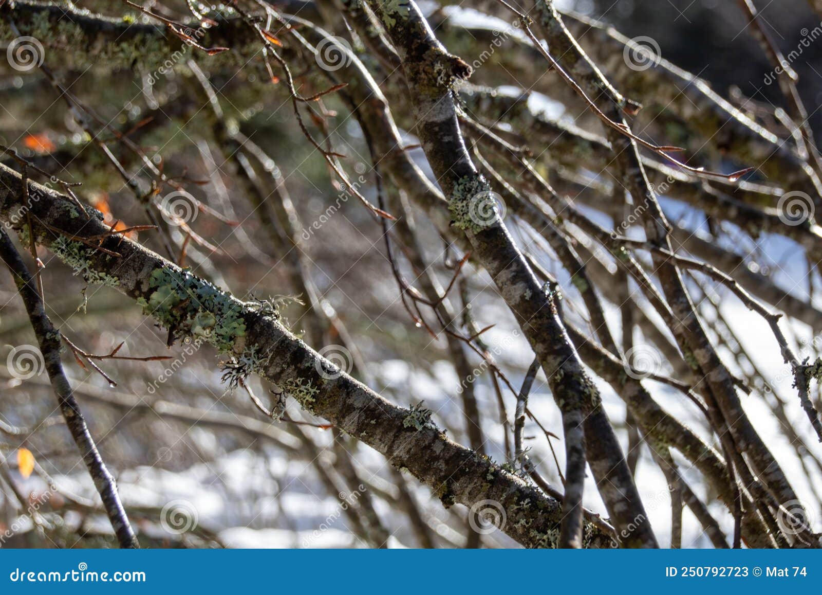 Branches of a Tree in Winter Stock Image - Image of closeup, nature ...
