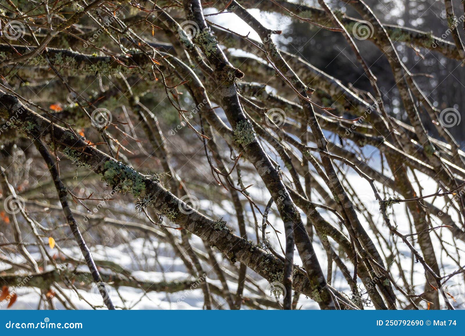 Branches of a Tree in Winter Stock Photo - Image of blue, natural ...
