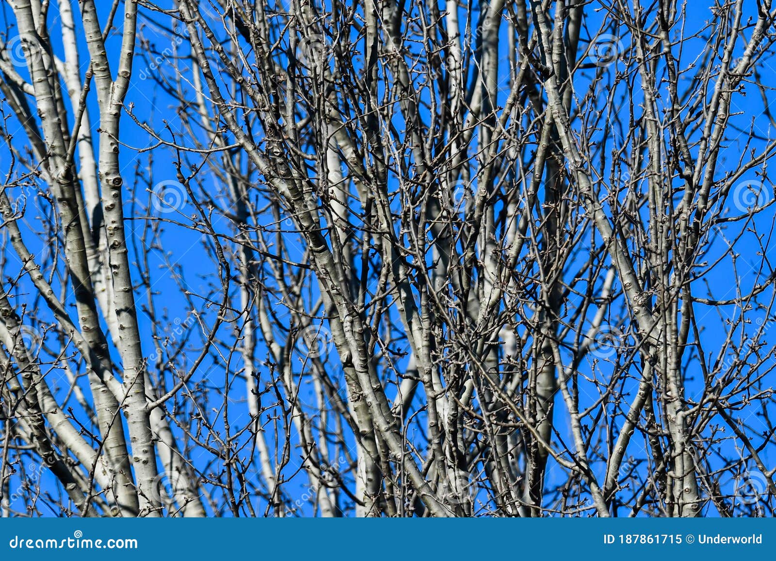 Branches of Tree in Winter, Photo As a Background Stock Image - Image ...