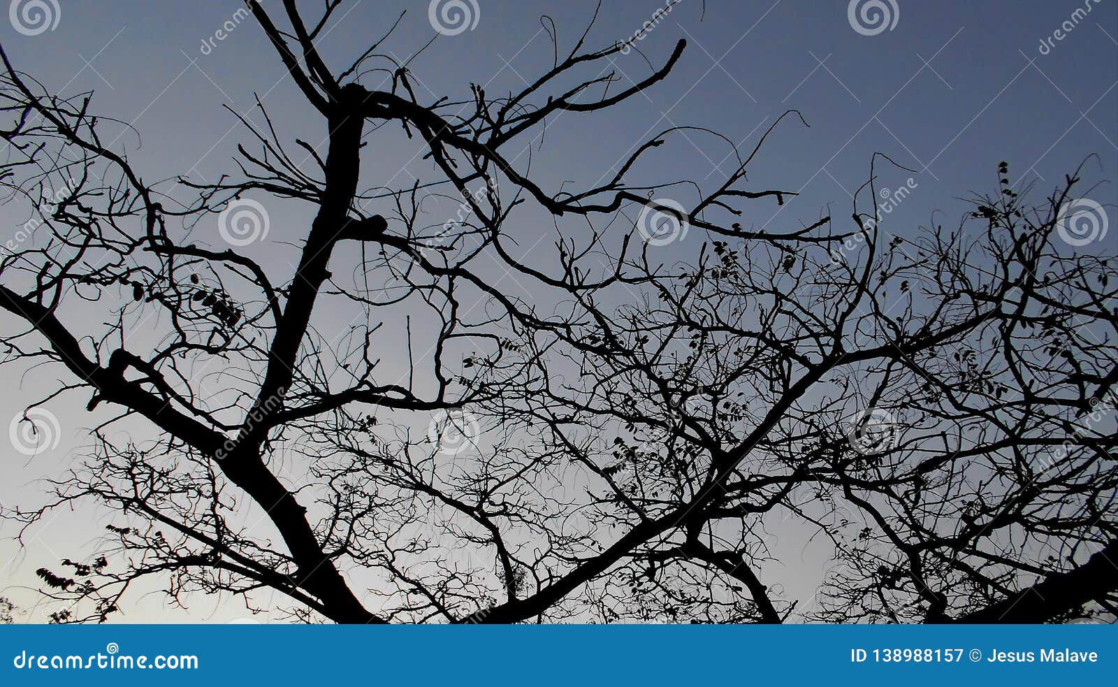 Trees in Perfect Geometry 4 Stock Image - Image of green, look: 138988157