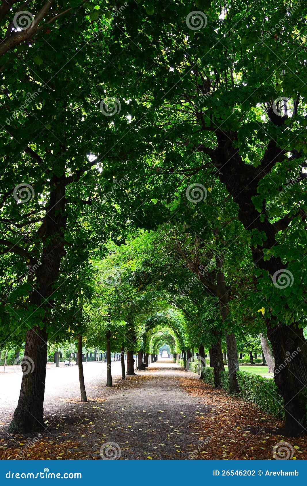 Branches of Trees As an Arch Stock Photo - Image of archway, tree: 26546202