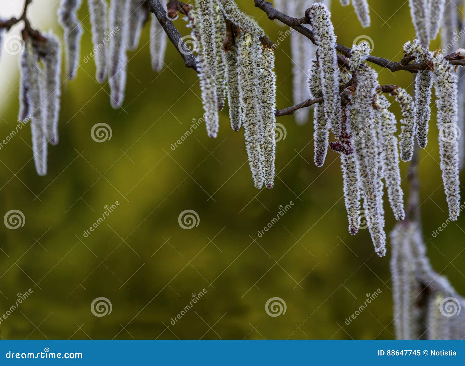 Branches of Trees Aspen in Spring Season on a Green Background. Stock ...