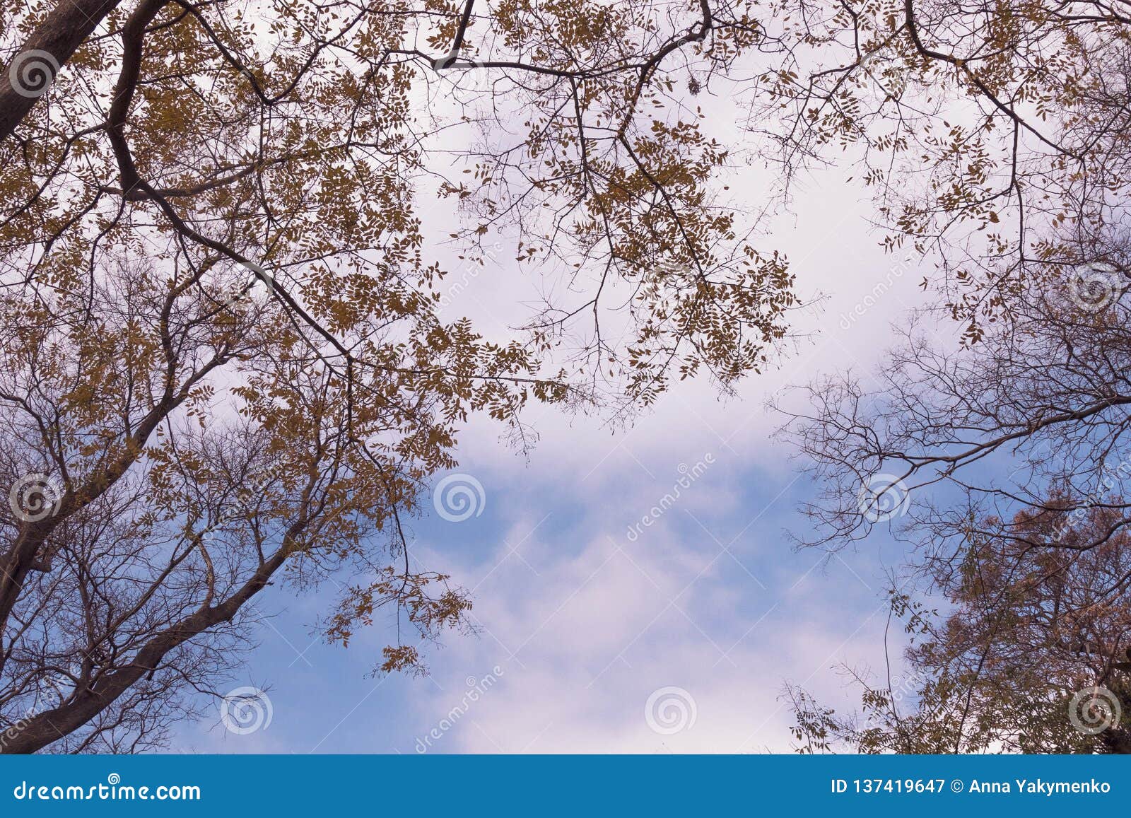 Branches of Trees on the Background of the Sky Stock Image - Image of ...