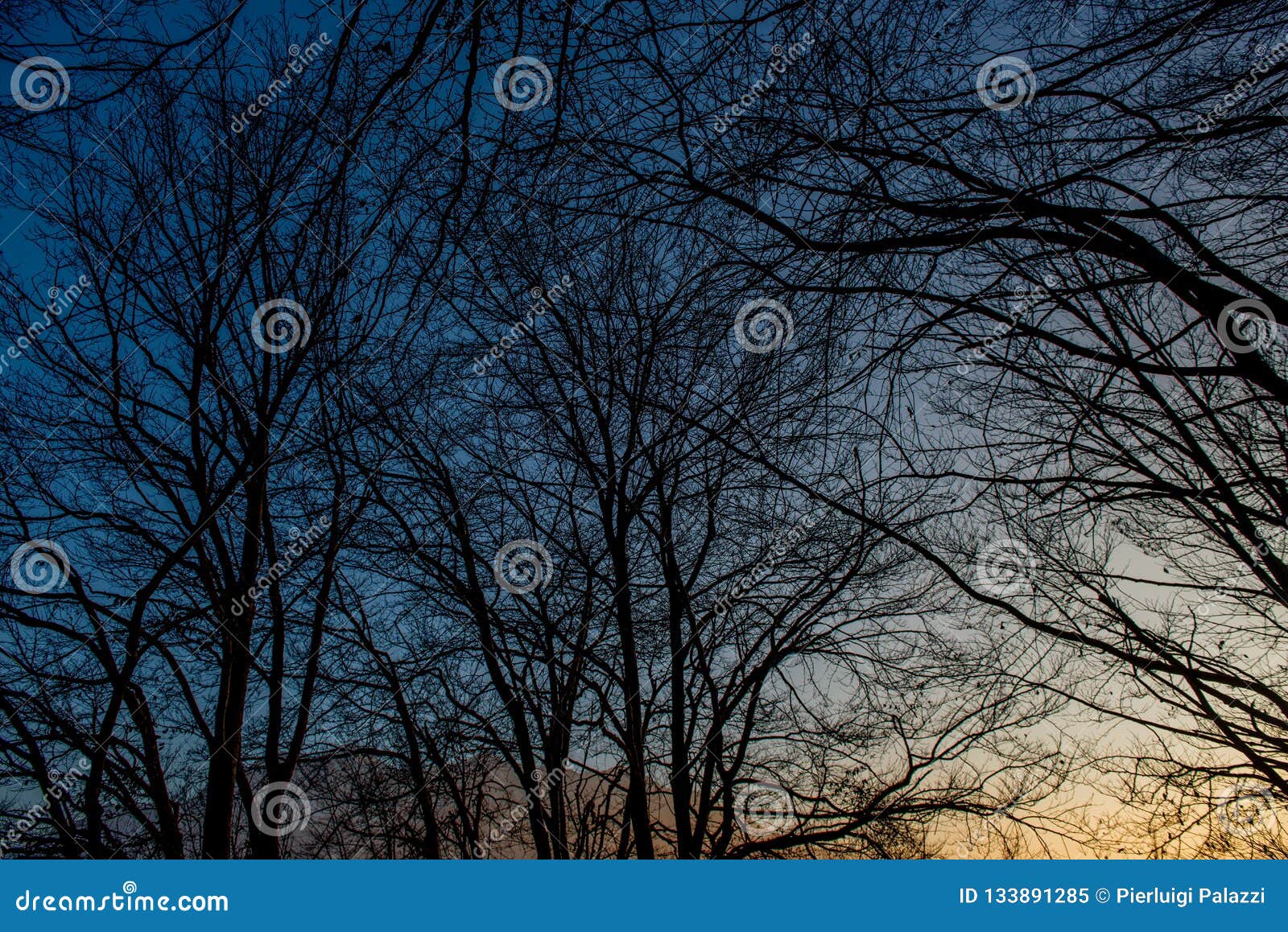 Branches of Trees in Backlight Stock Image - Image of seco, scenic ...