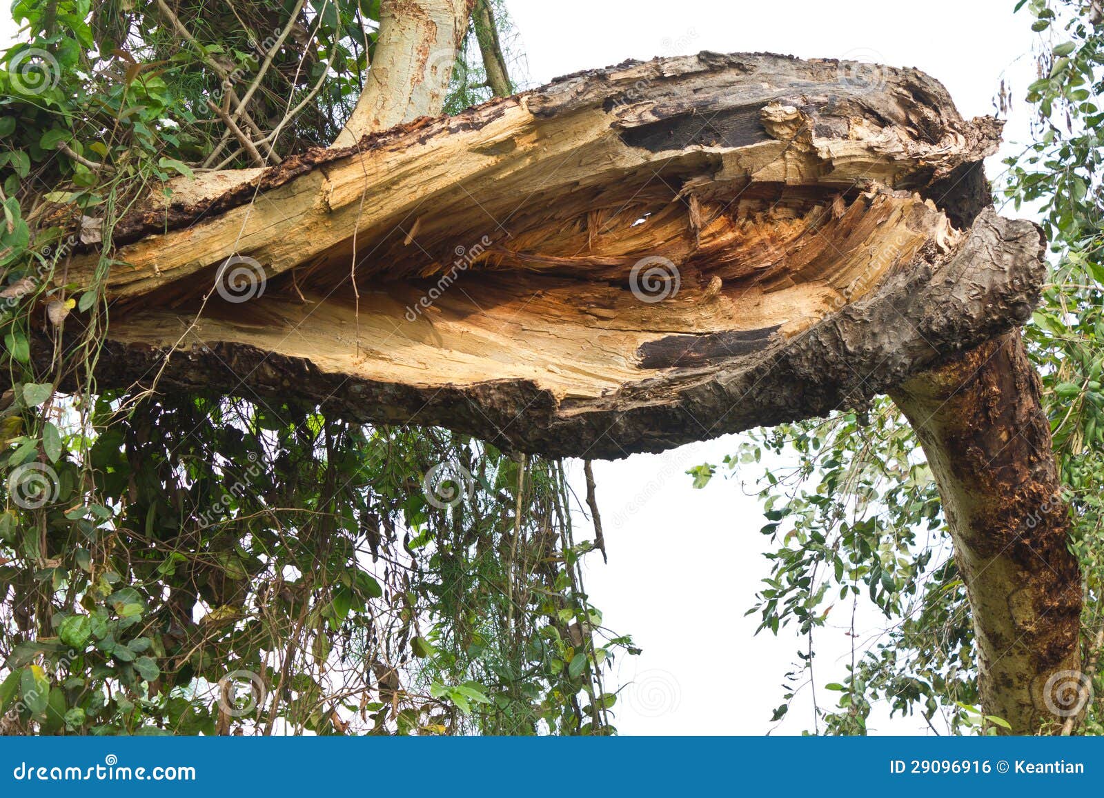 Branches of Trees Broken Down. Stock Photo - Image of fresh, mature ...