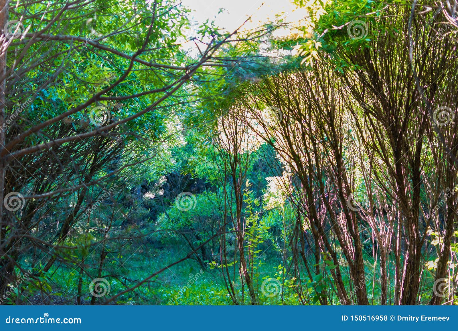 Branches of Trees and Bushes in the Forest Stock Photo - Image of life ...