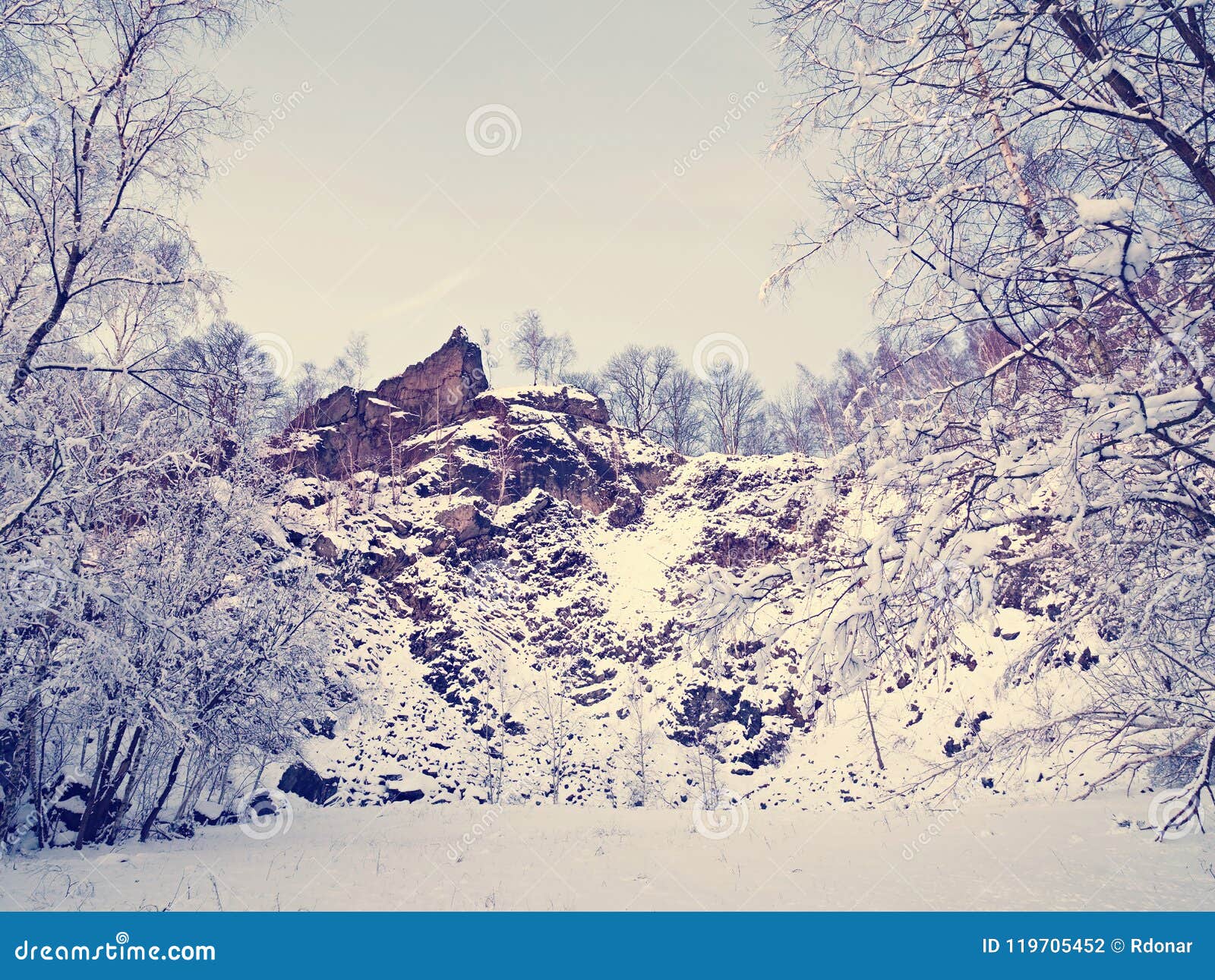 Branches of Trees are Covered with Fresh Snow in a Mysterious Forest ...