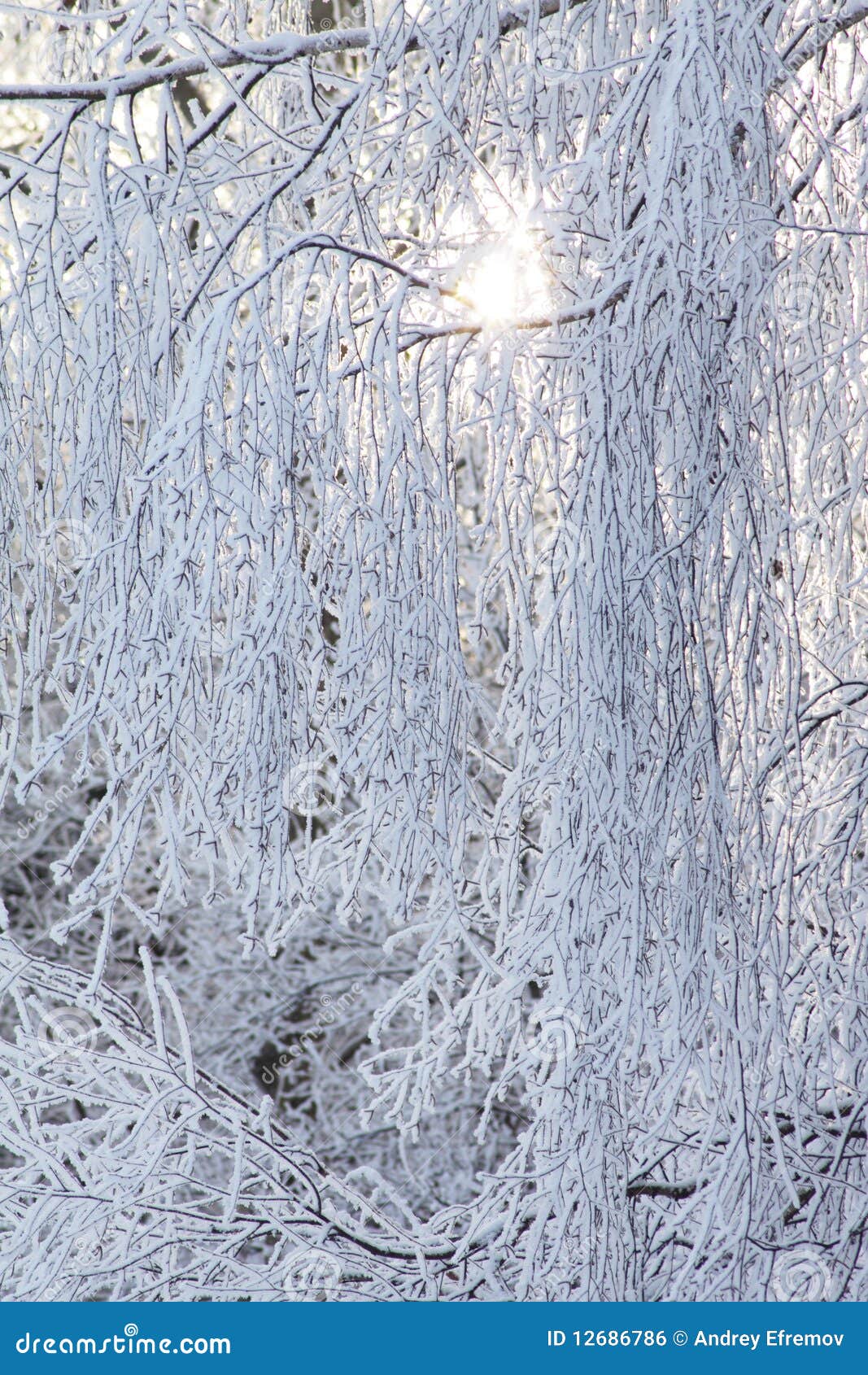 Branches of Trees Covered with Hoarfrost Stock Photo - Image of park ...