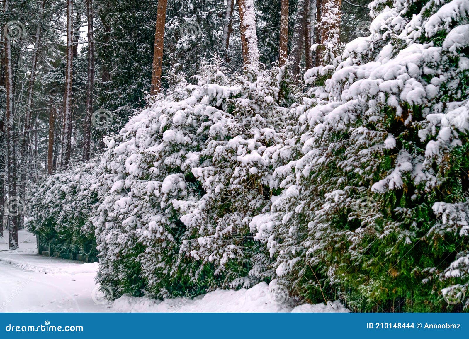 Branches of Trees Covered with White Fluffy Snow Stock Photo - Image of ...