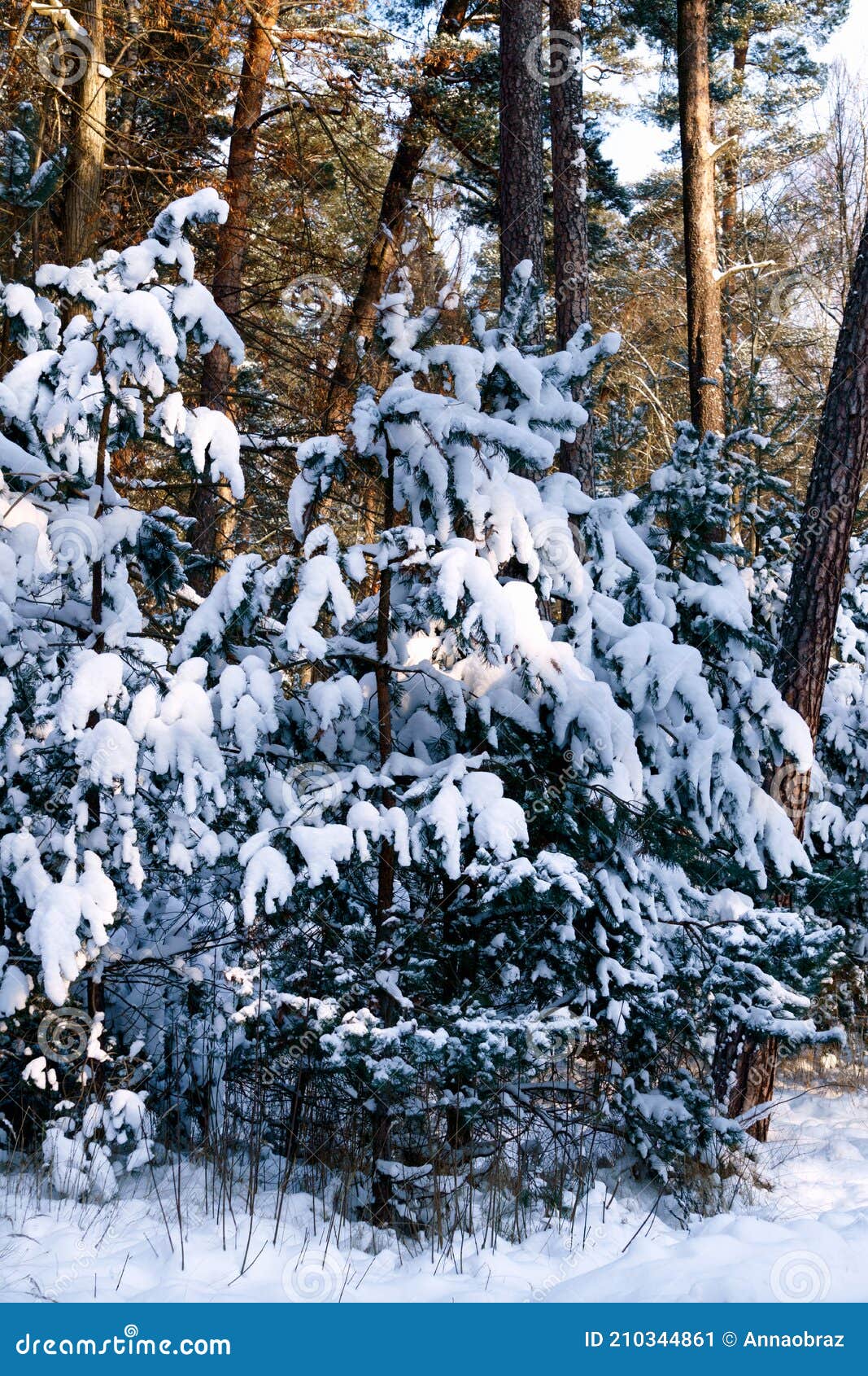 Branches of Trees Covered with White Fluffy Snow Stock Image - Image of ...
