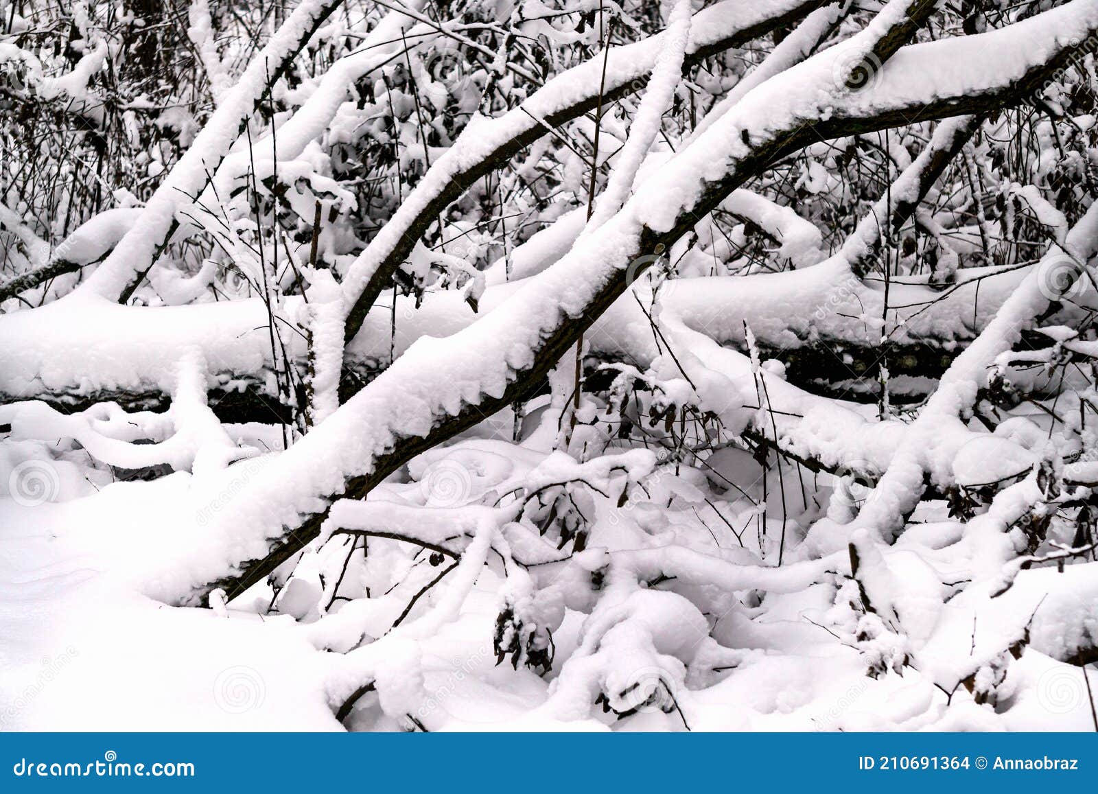Branches of Trees Covered with White Fluffy Snow Stock Photo - Image of ...
