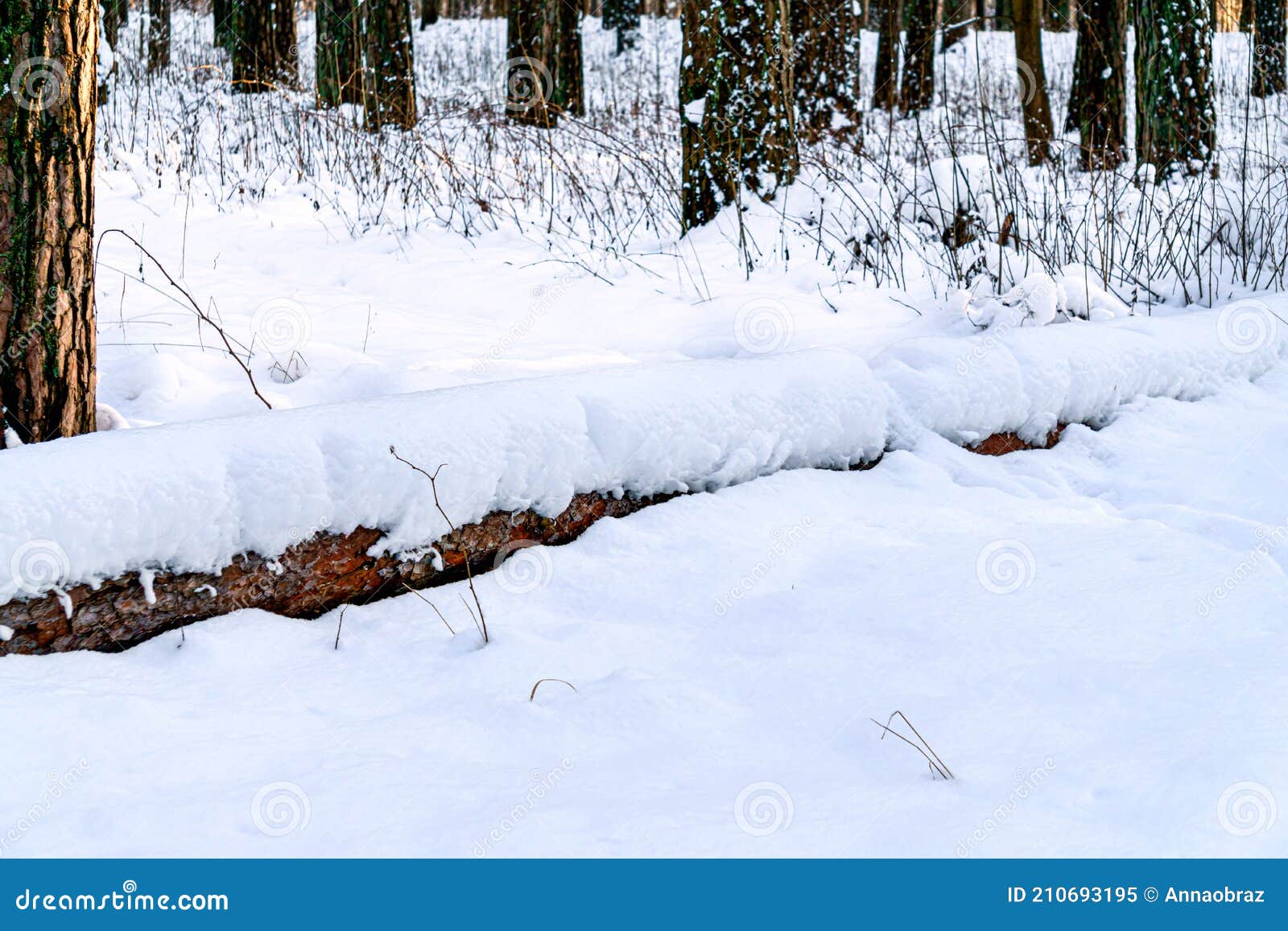 Branches of Trees Covered with White Fluffy Snow Stock Image - Image of ...