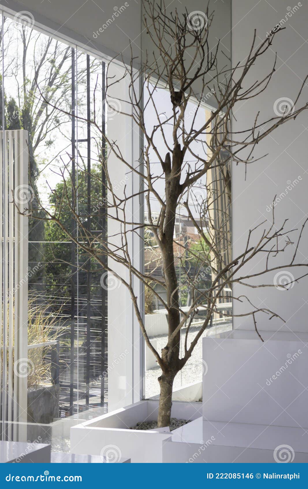 Branches of Trees Interior Decorated Stock Photo - Image of home, light ...