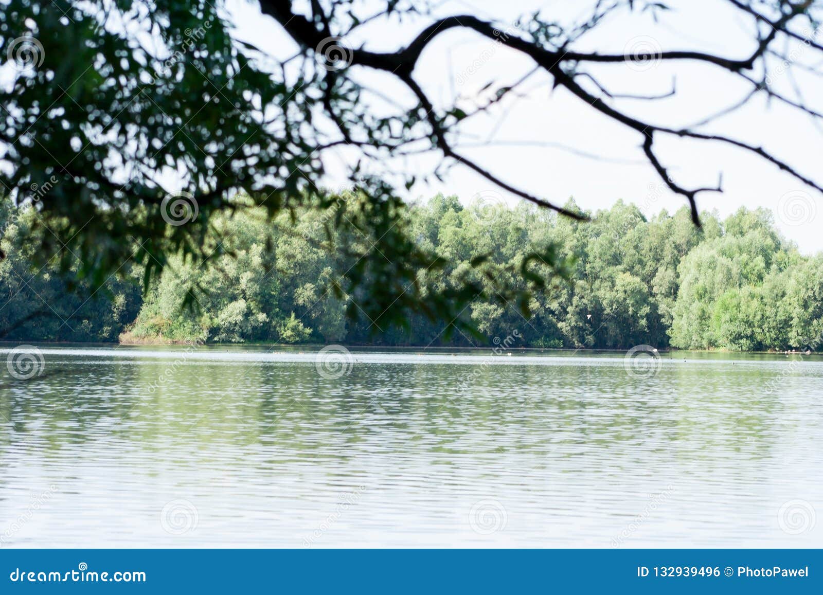Branches of Trees in the Foreground Stock Photo - Image of water ...
