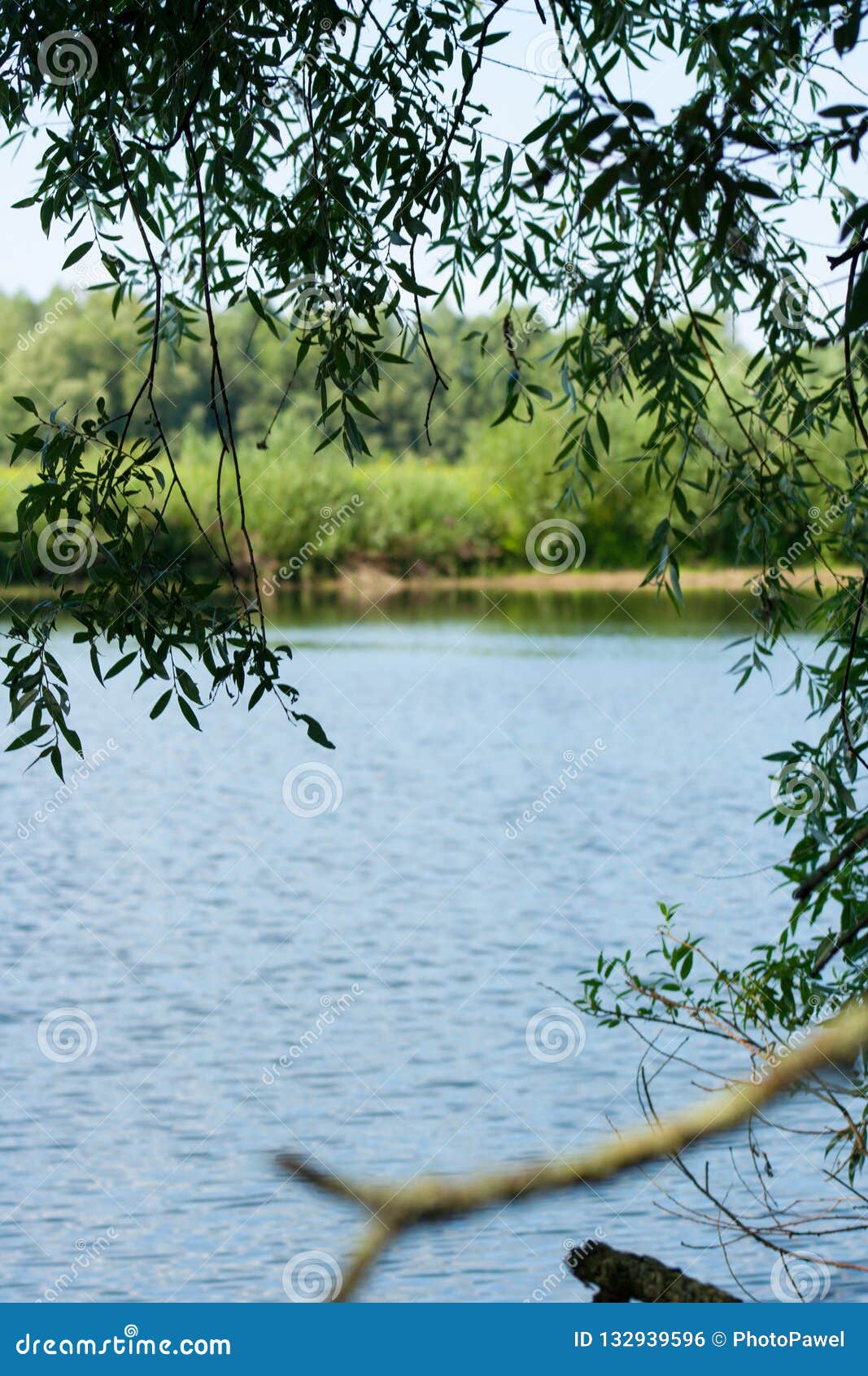 Branches of Trees in the Foreground Stock Photo - Image of branch, park ...
