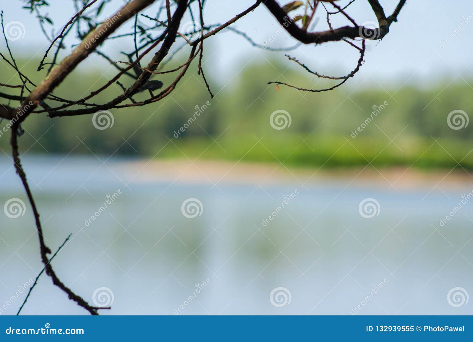 Branches of Trees in the Foreground Stock Image - Image of surface ...
