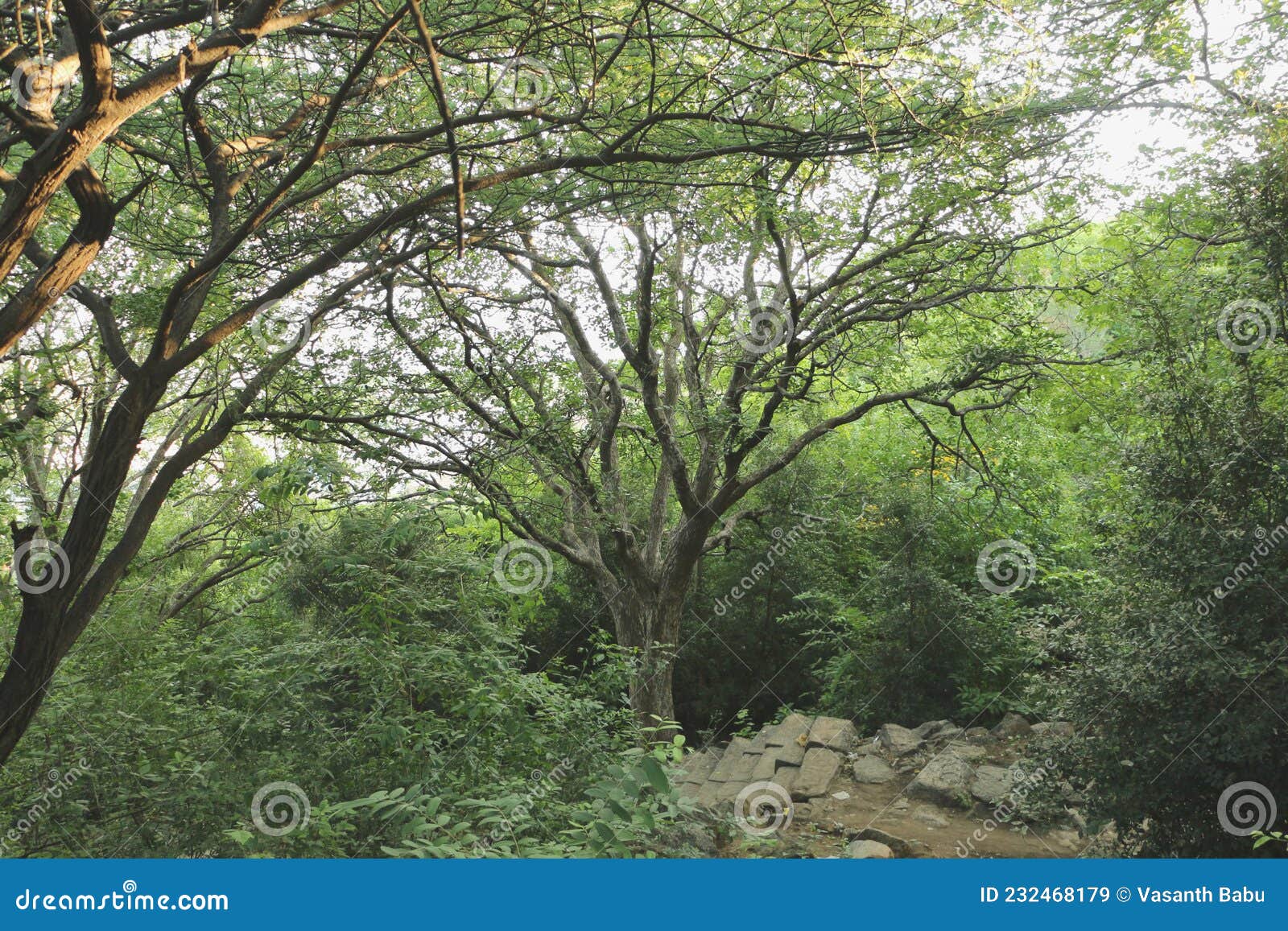 Branches of Trees in Forest Area. Stock Image - Image of deciduous ...