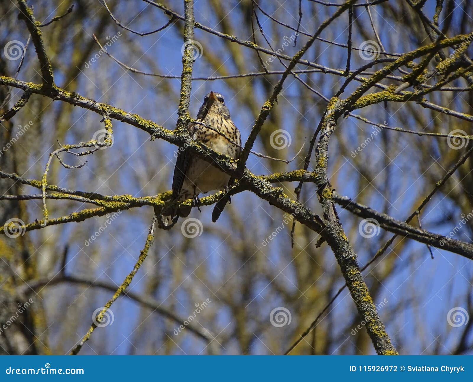 A bird on a tree branch stock photo. Image of frost - 115926972