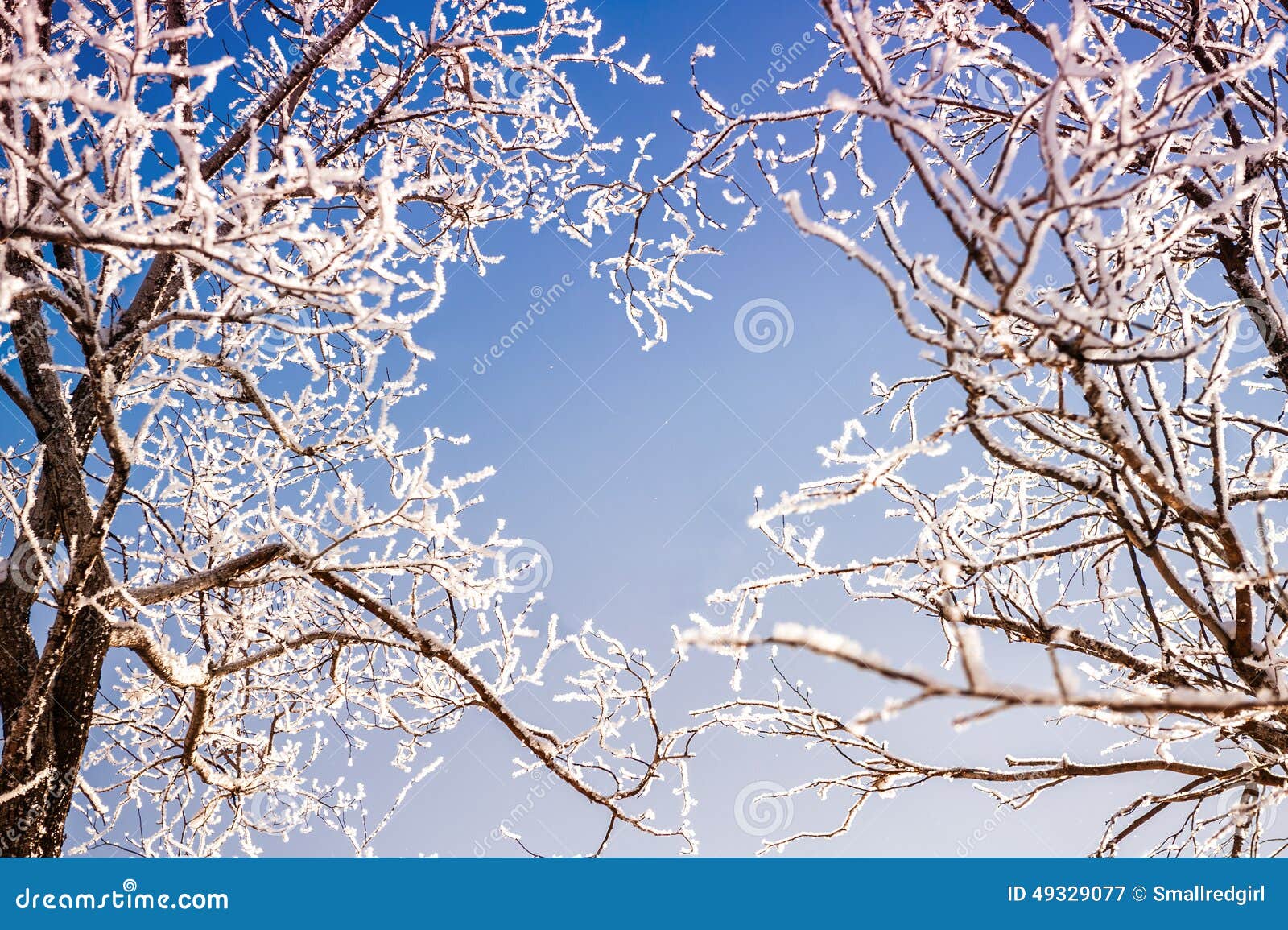 Branches of Trees Form a Heart Shape Stock Image - Image of emotions ...