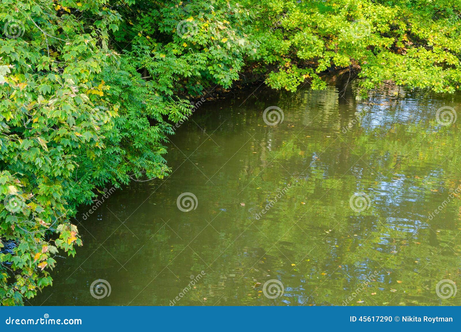 Branches of Trees Framing a River Stock Photo - Image of ecosystem ...