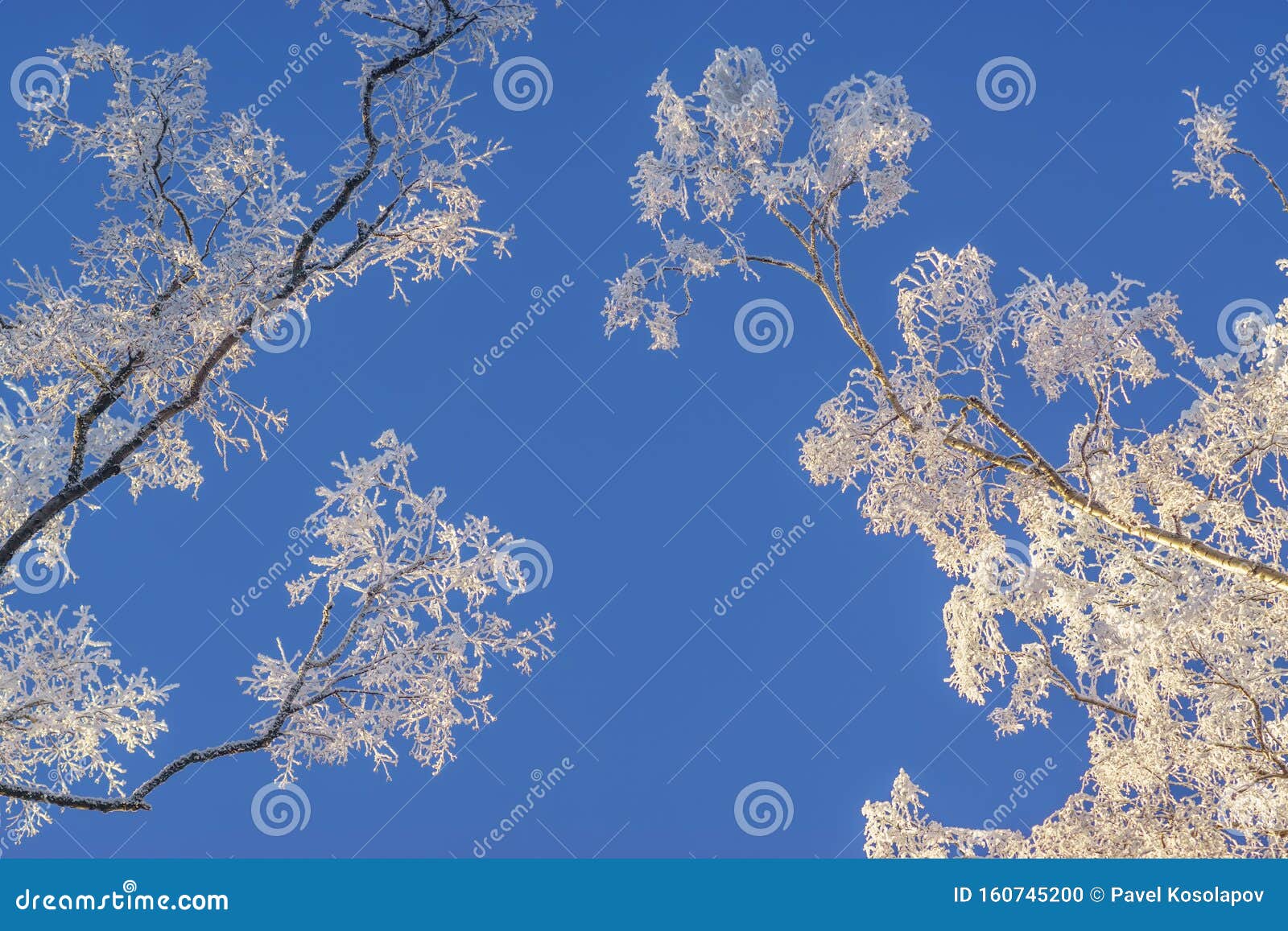 Branches of Trees in Frost on the Background of Sky Stock Photo - Image ...