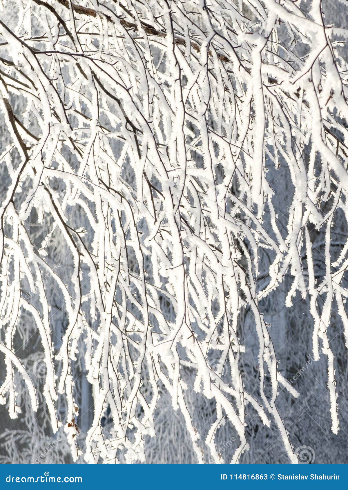 Branches on the Trees in Frost Stock Image - Image of outdoor ...