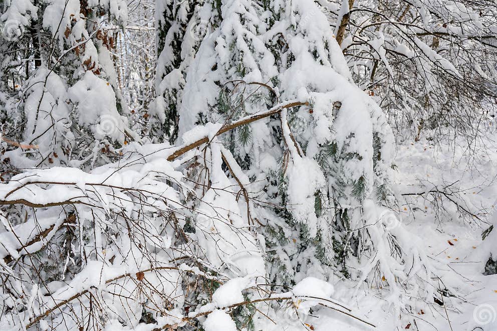 Branches of Trees Full of Snow Stock Photo - Image of plant, snow ...