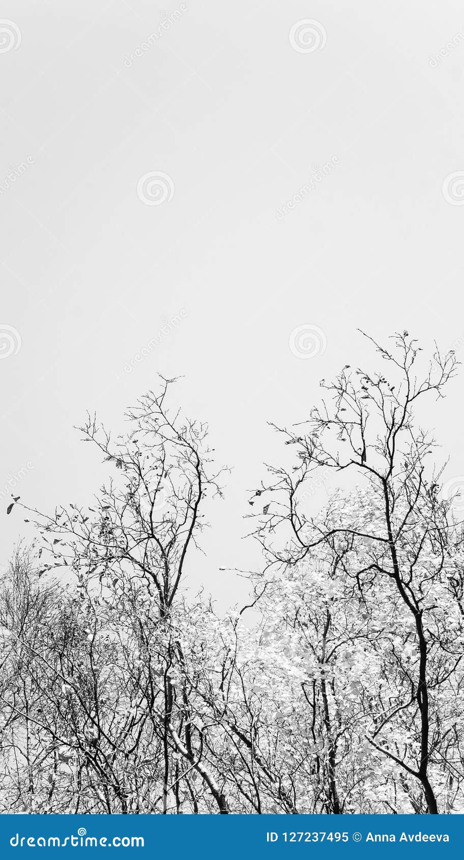 Branches of Trees on Grey Sky Background Stock Image - Image of nature ...