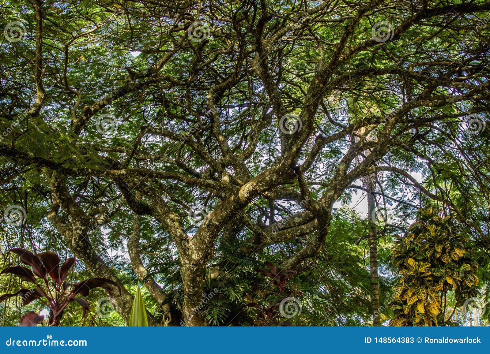 Two Intertwine Trees Royalty-Free Stock Image | CartoonDealer.com #55782022