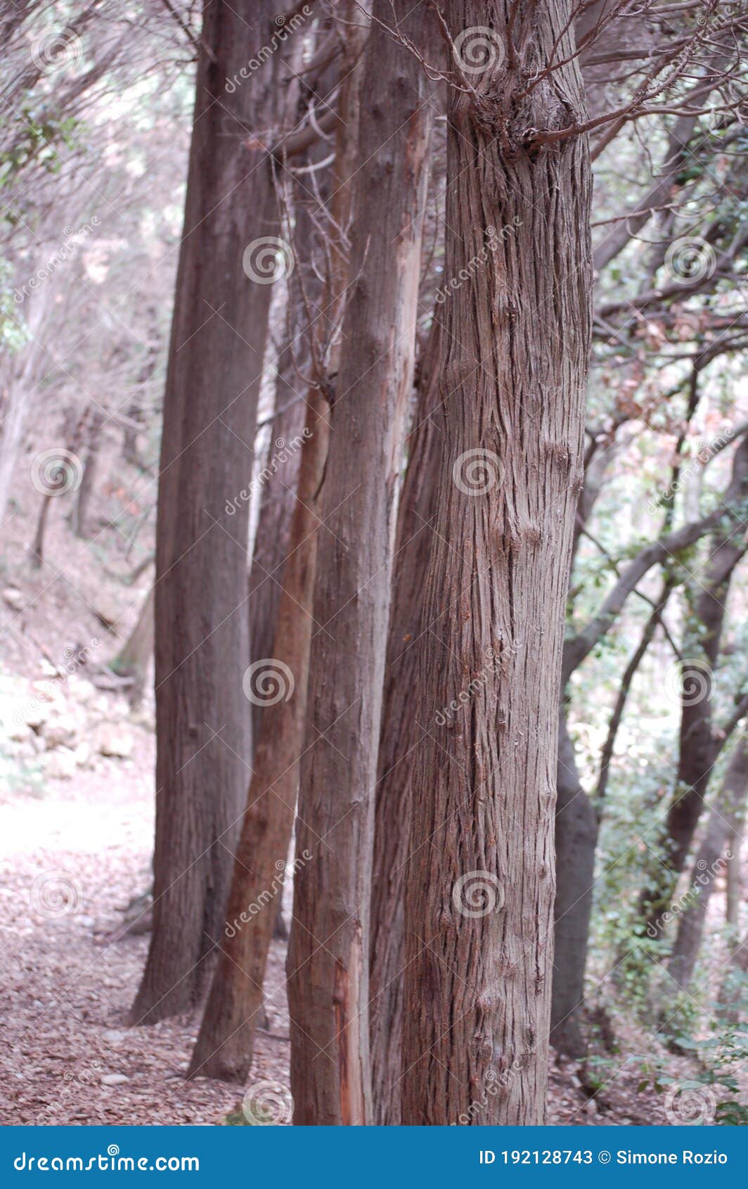 Branches of Trees Intertwined Stock Image - Image of trees, woods ...