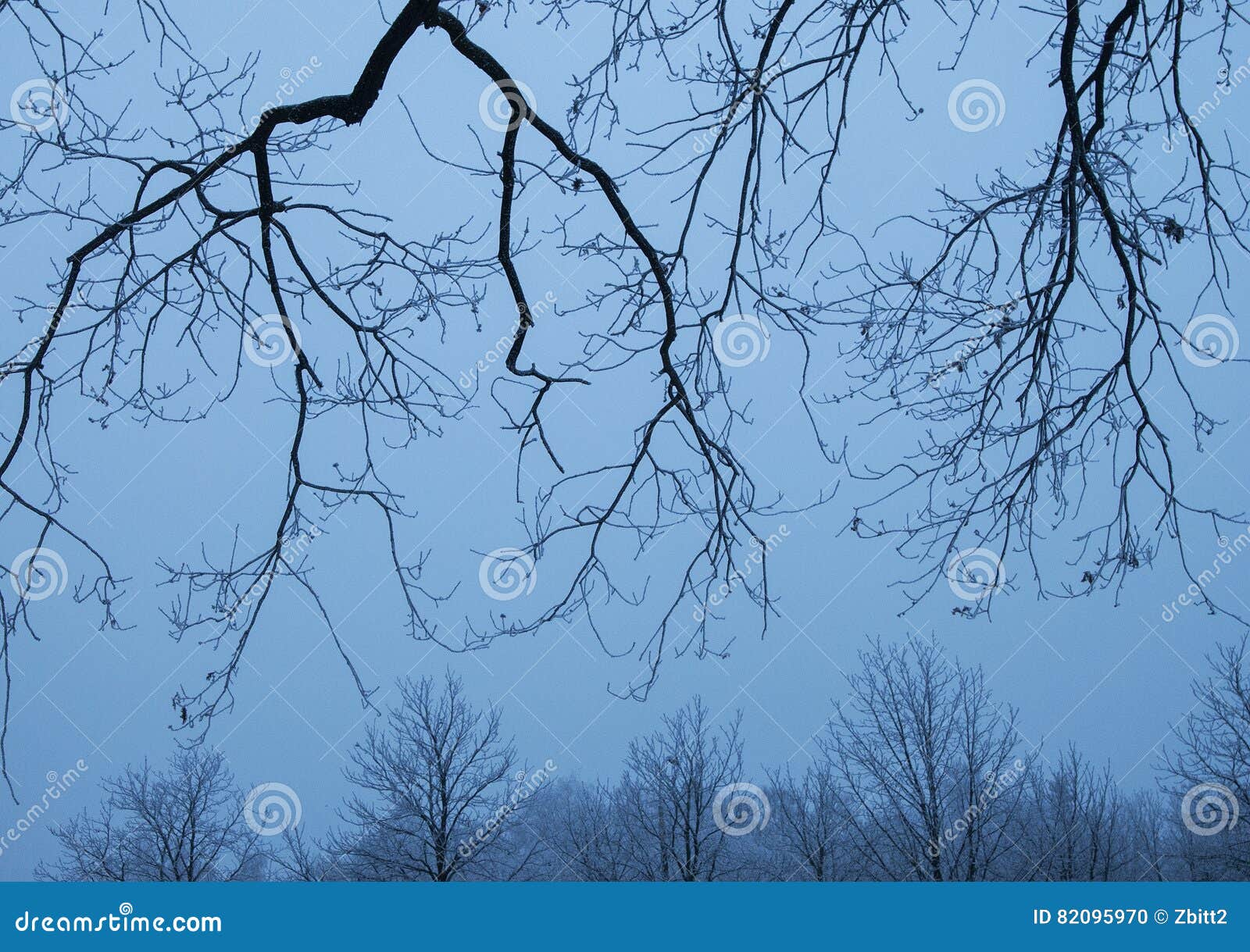 Branches and Trees stock photo. Image of foreground, blue - 82095970