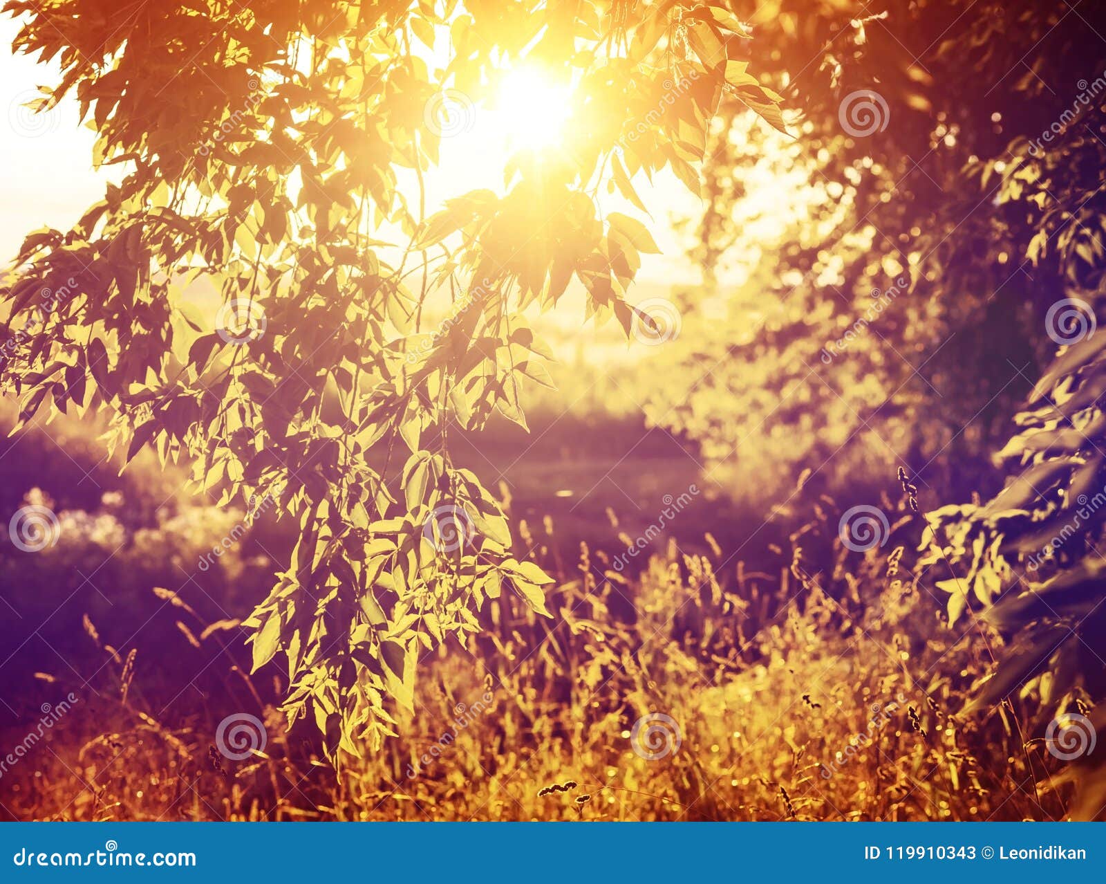 Bright Leaves Against the Background of the Sun Stock Image - Image of ...