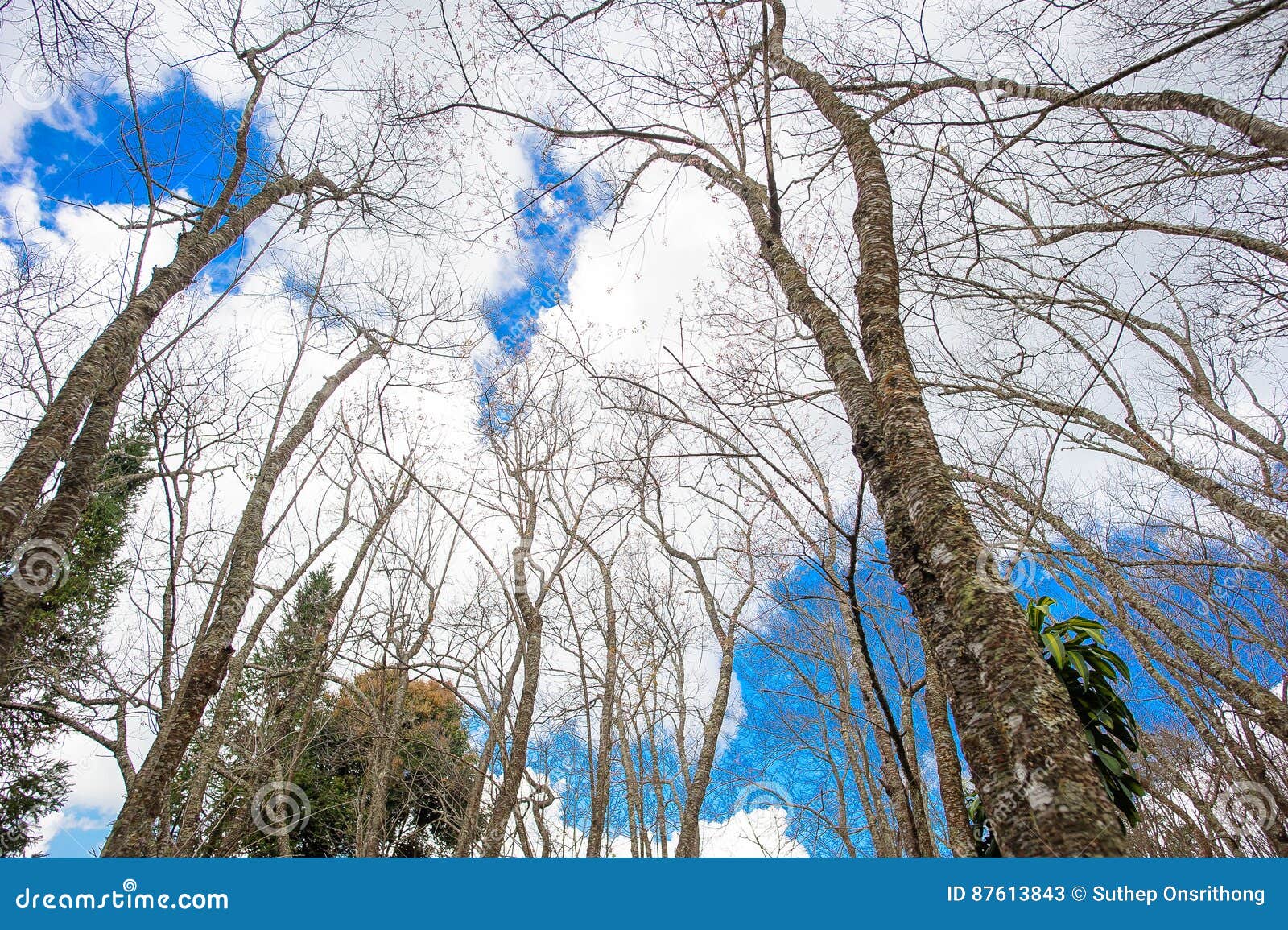 Branches of trees stock image. Image of branches, look - 87613843