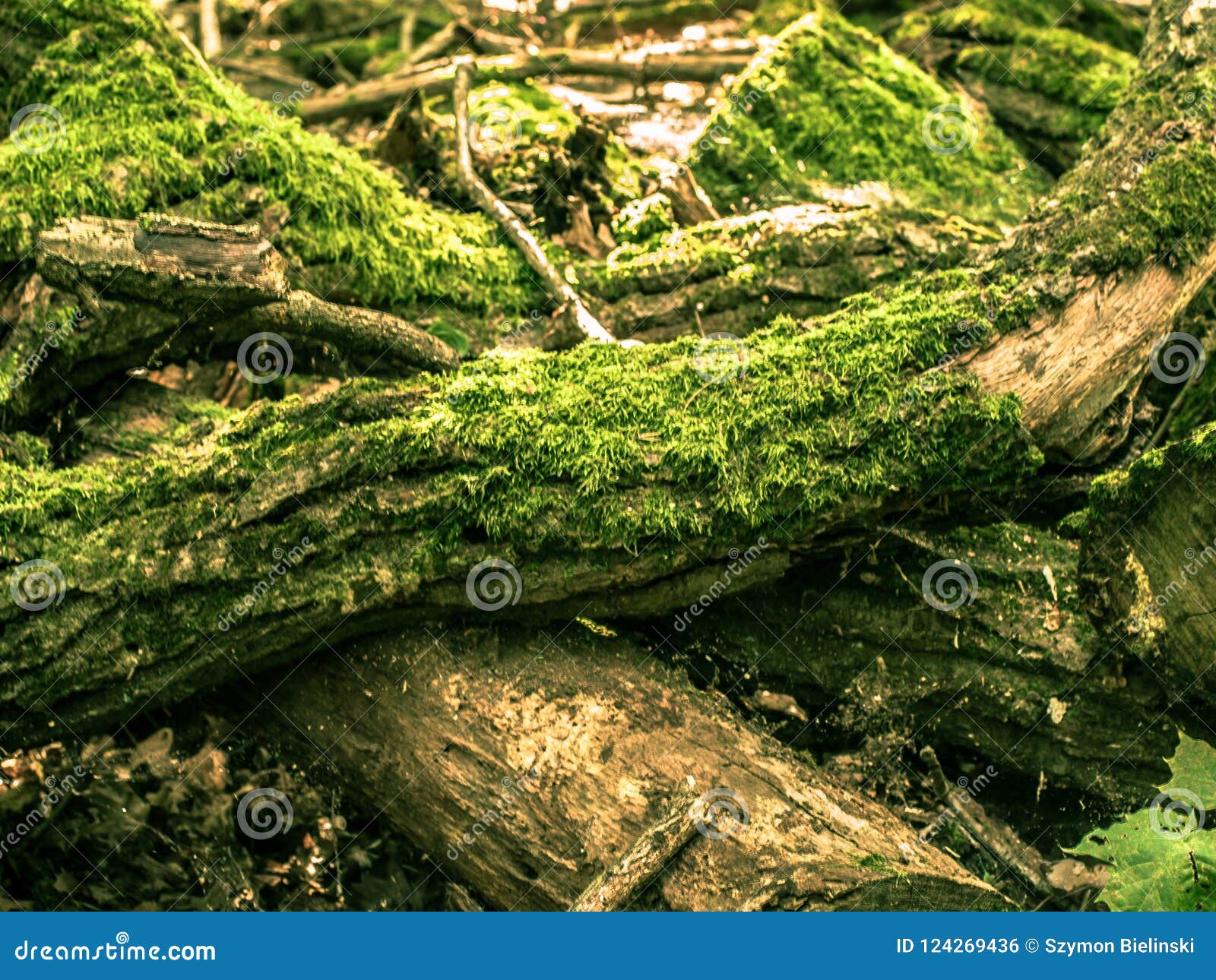 Branches of Trees Overgrown with Moss Stock Photo - Image of branches ...